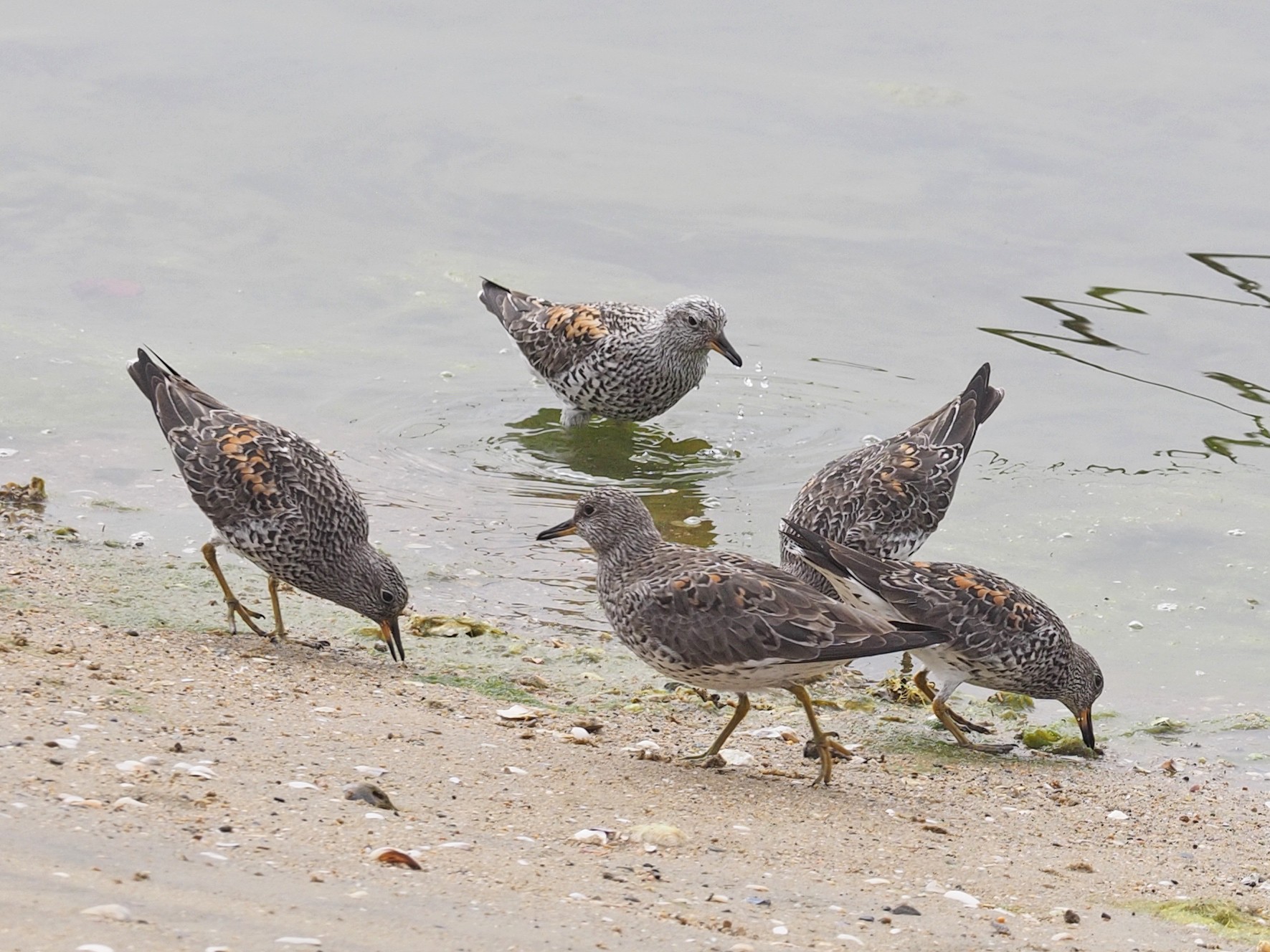 Surfbird - eBird