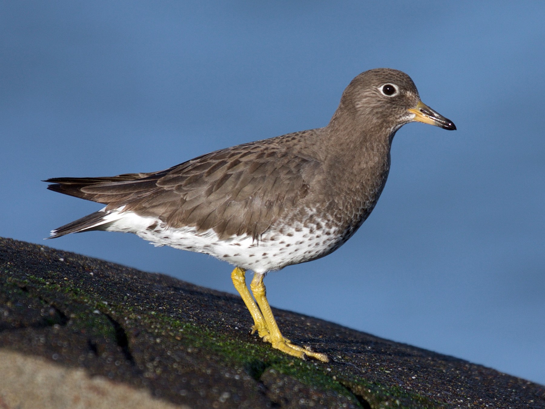 Surfbird - eBird