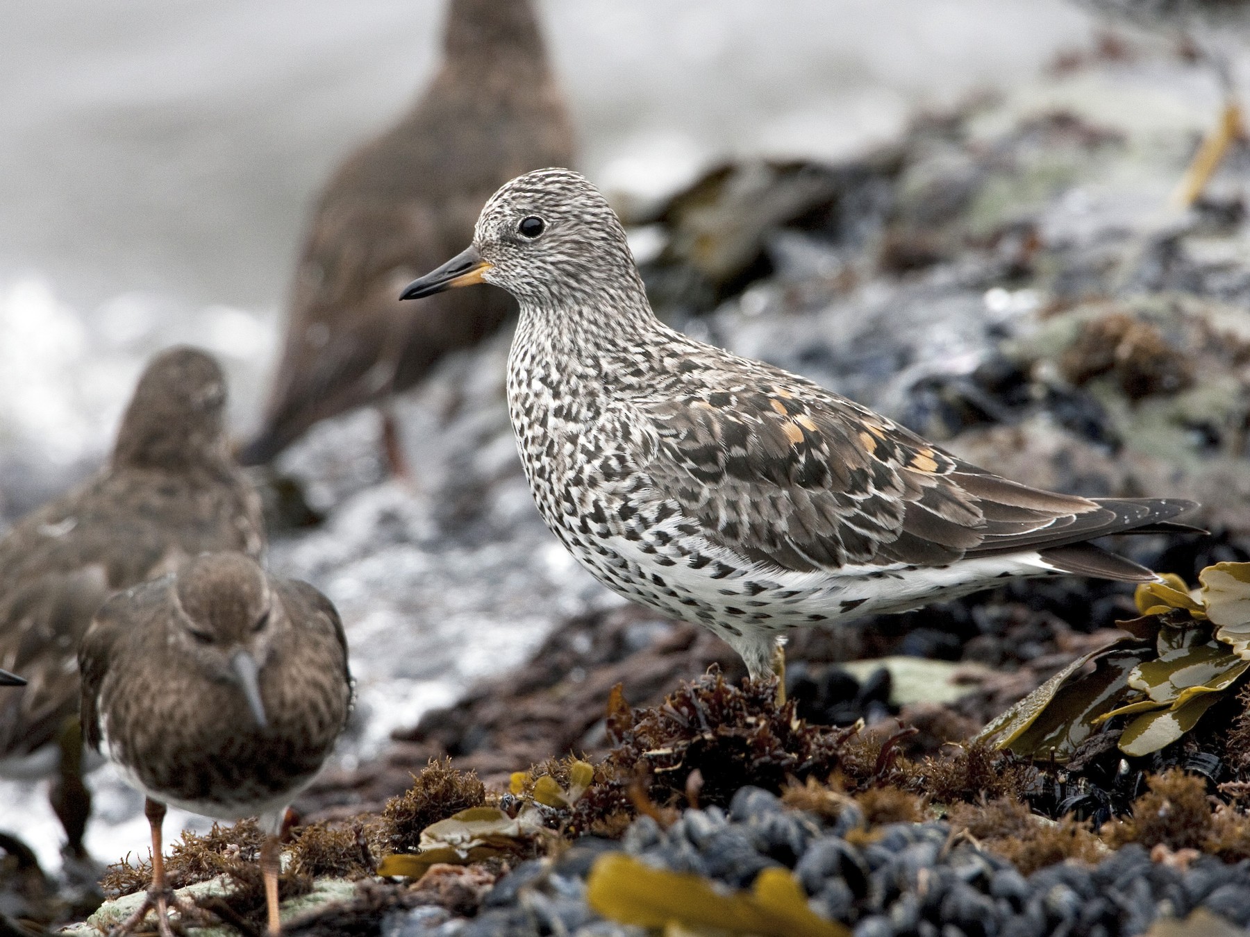 Surfbird - eBird