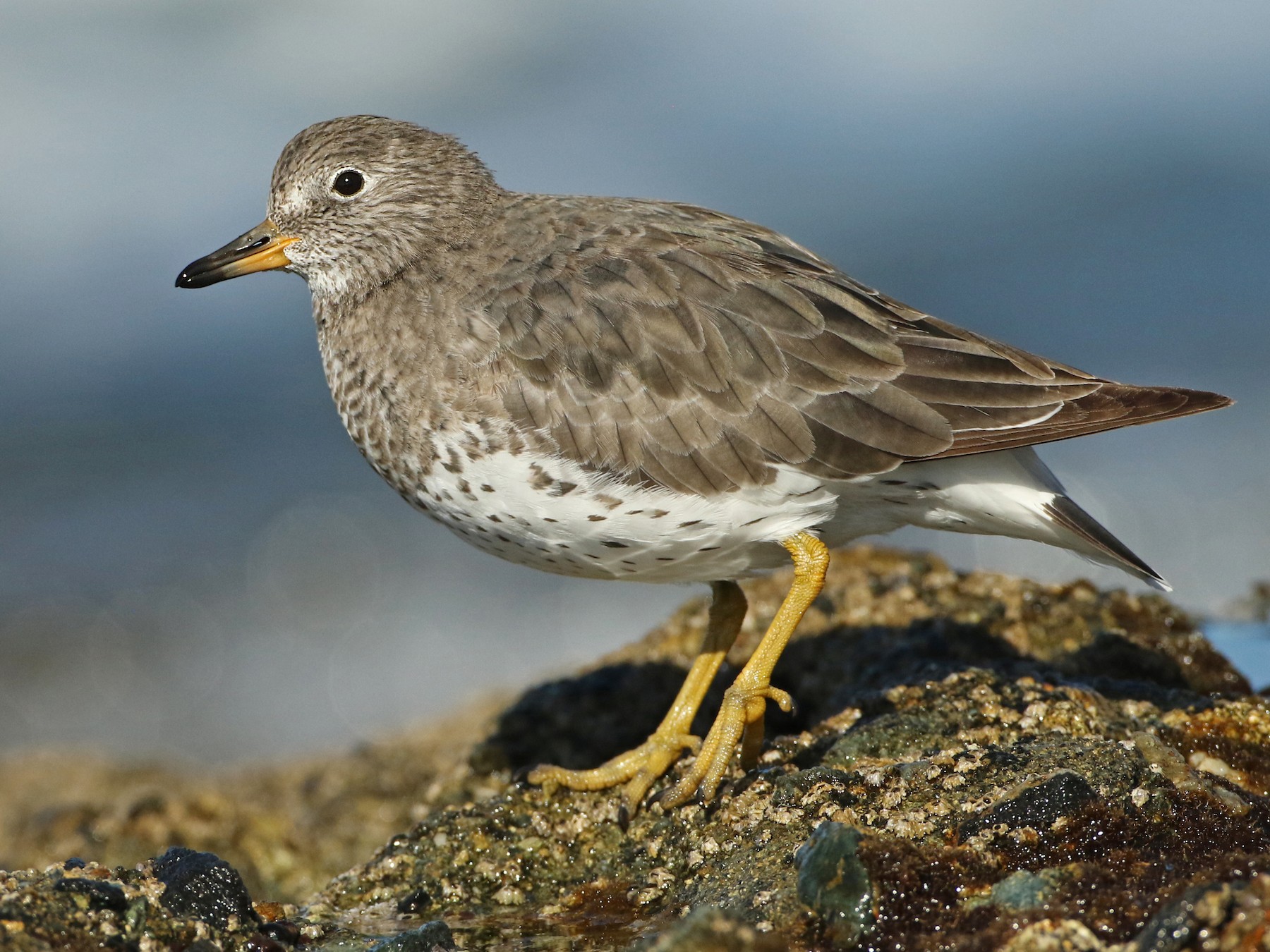 Surfbird - eBird