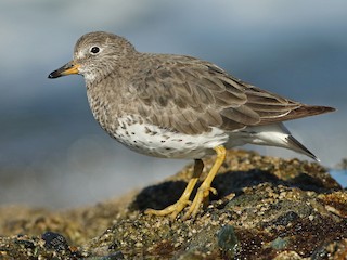Surfbird - eBird