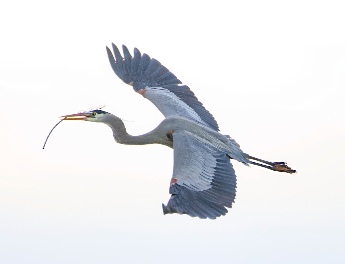 Atlas Dispatch: Jan 1-7, 2026 - California Bird Atlas