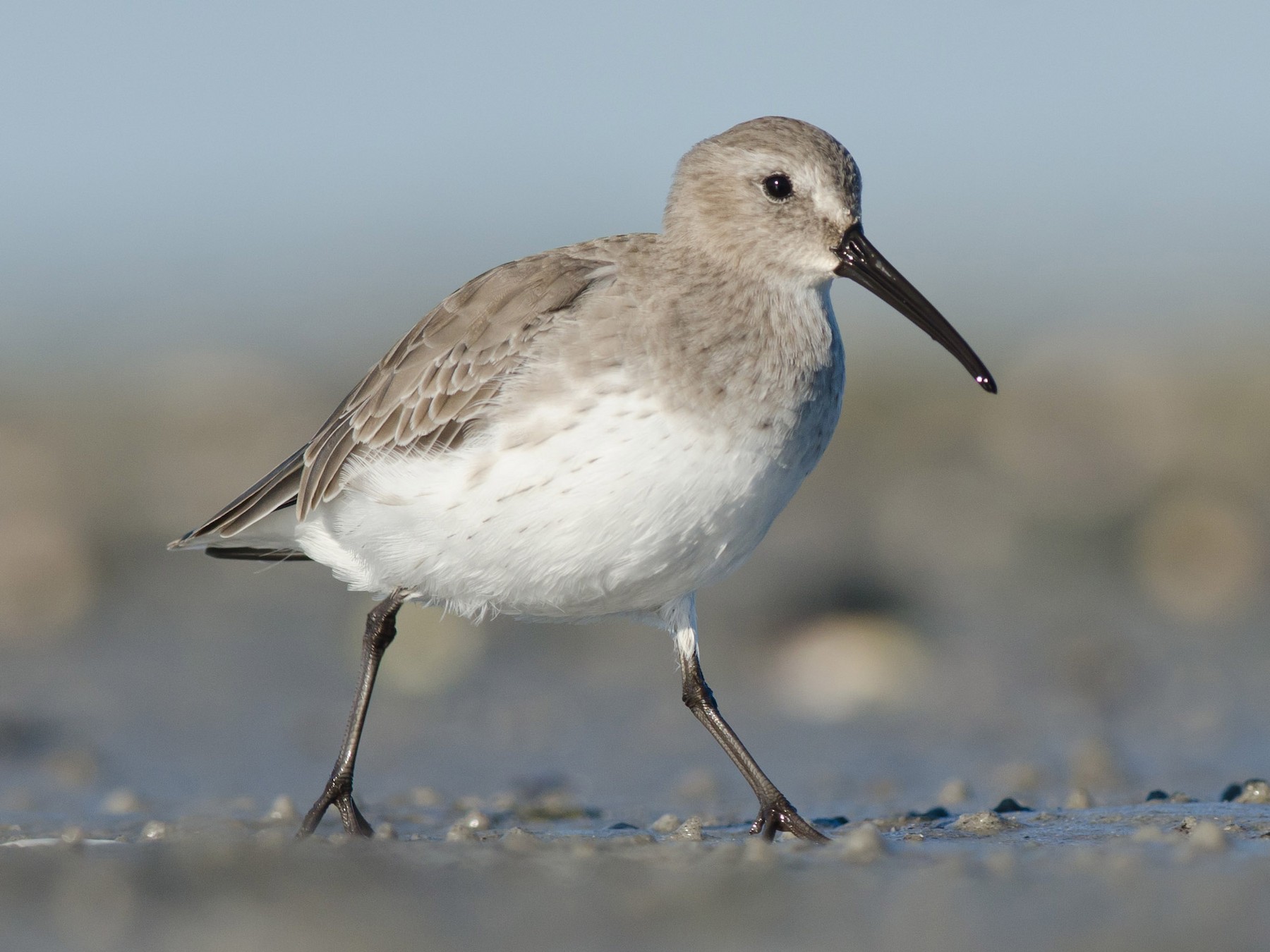Dunlin - eBird