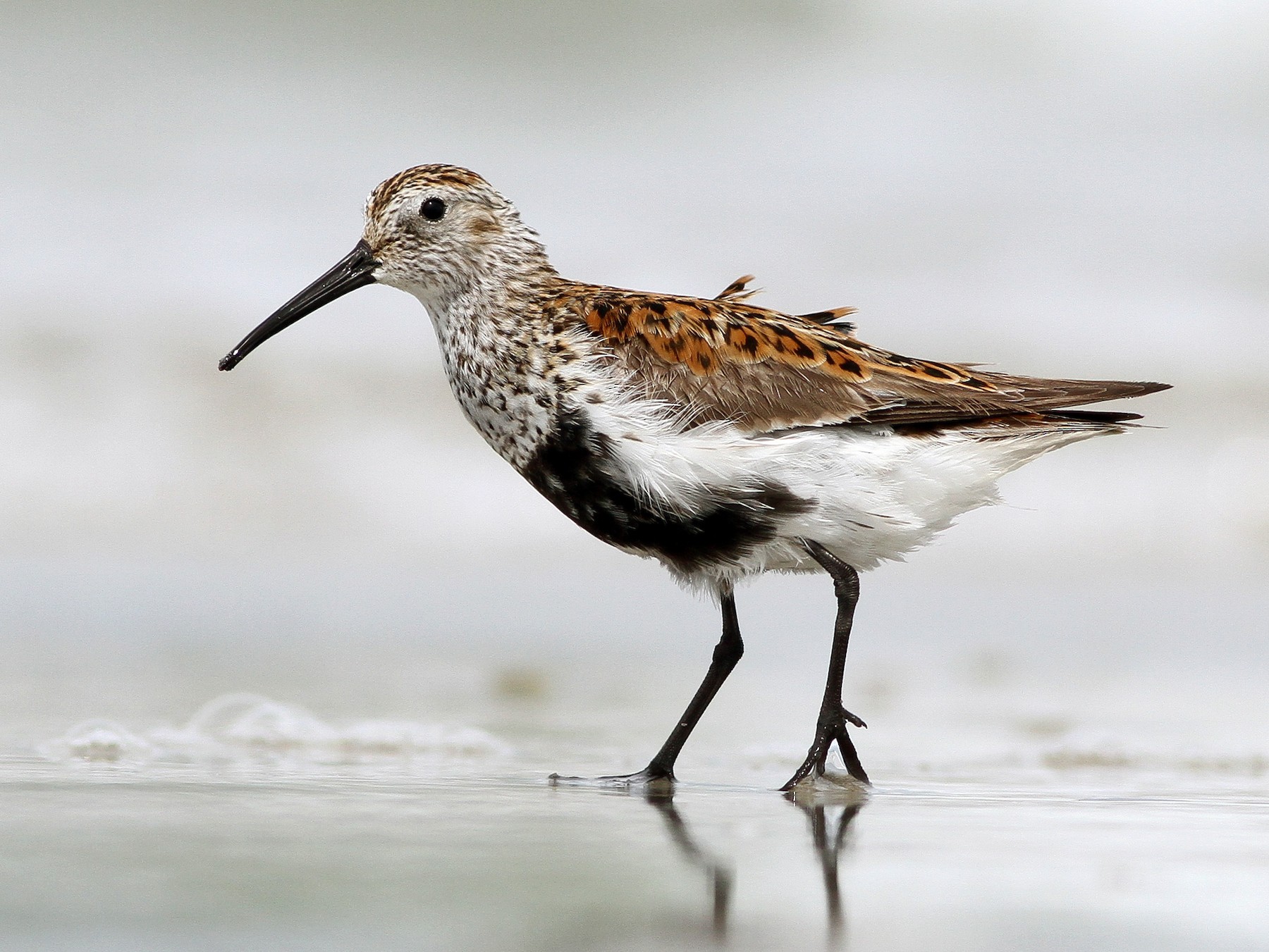 Dunlin - eBird