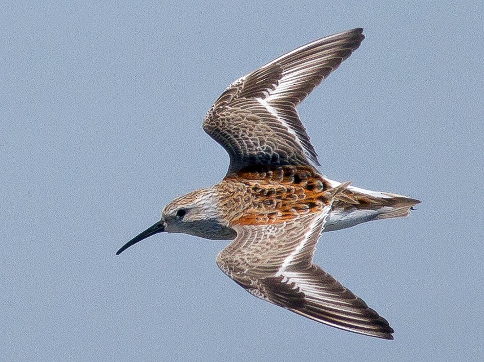 Dunlin - eBird