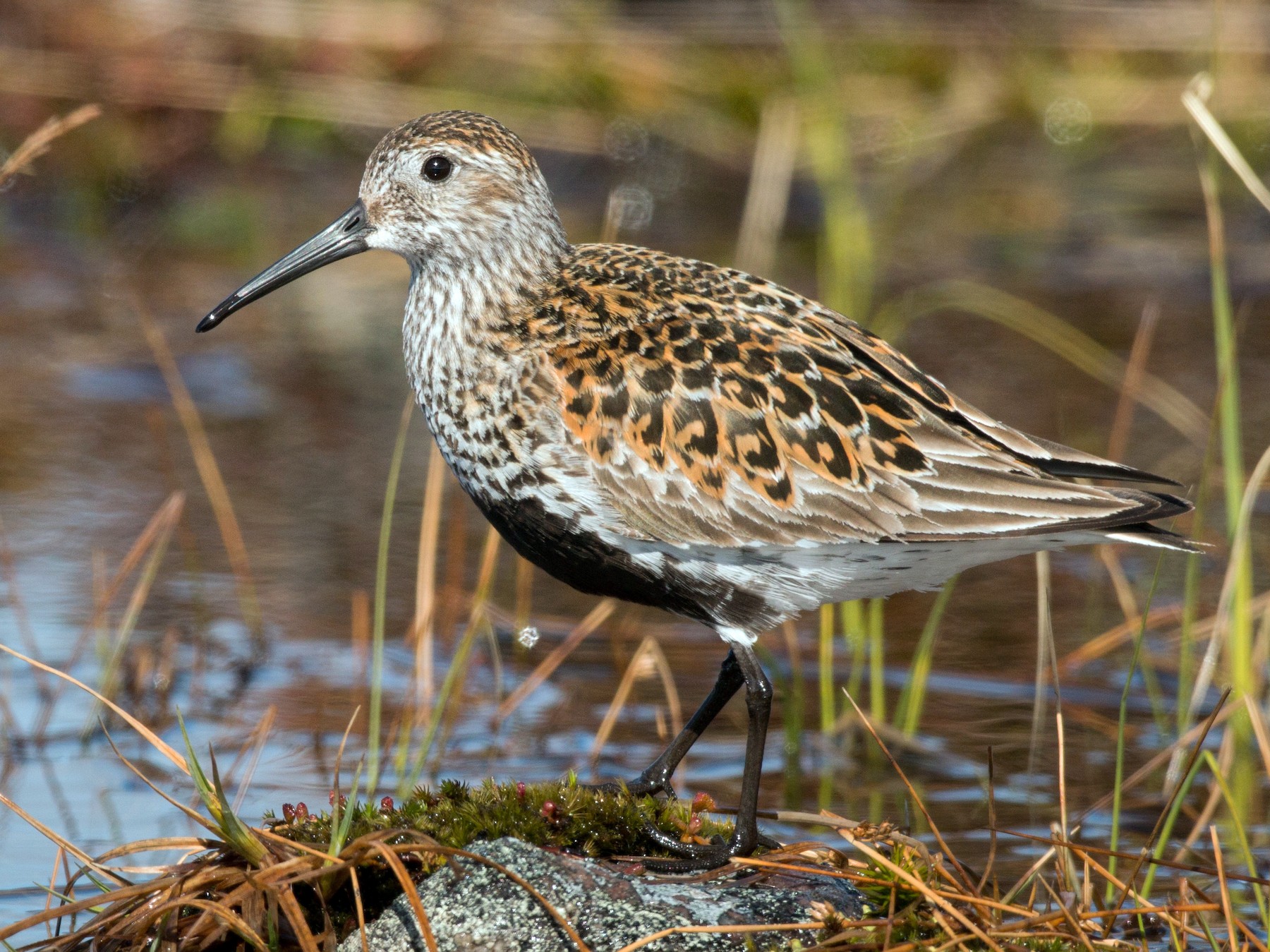 Dunlin - eBird
