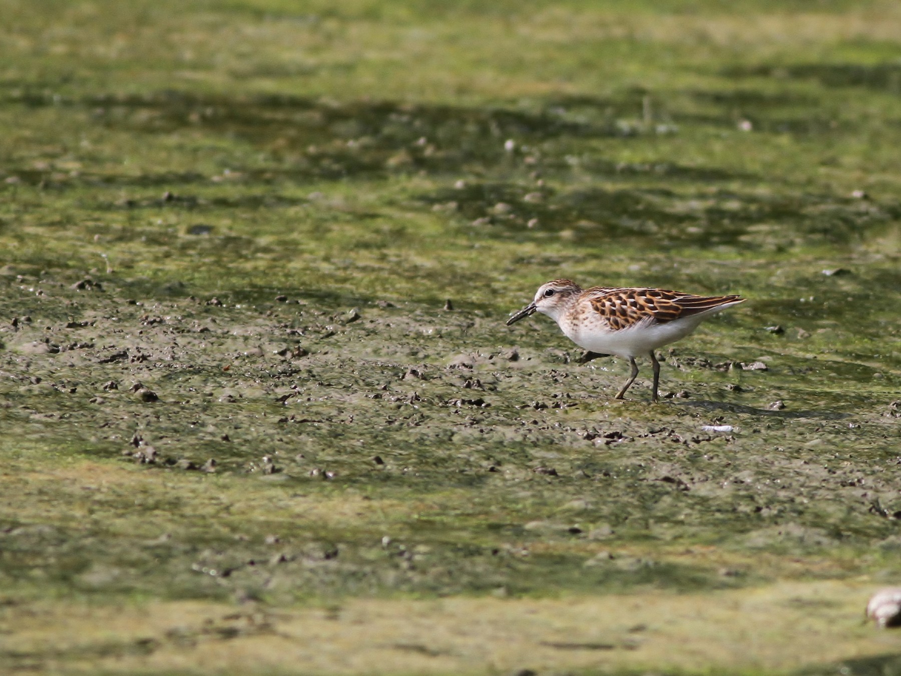 Least Sandpiper - eBird