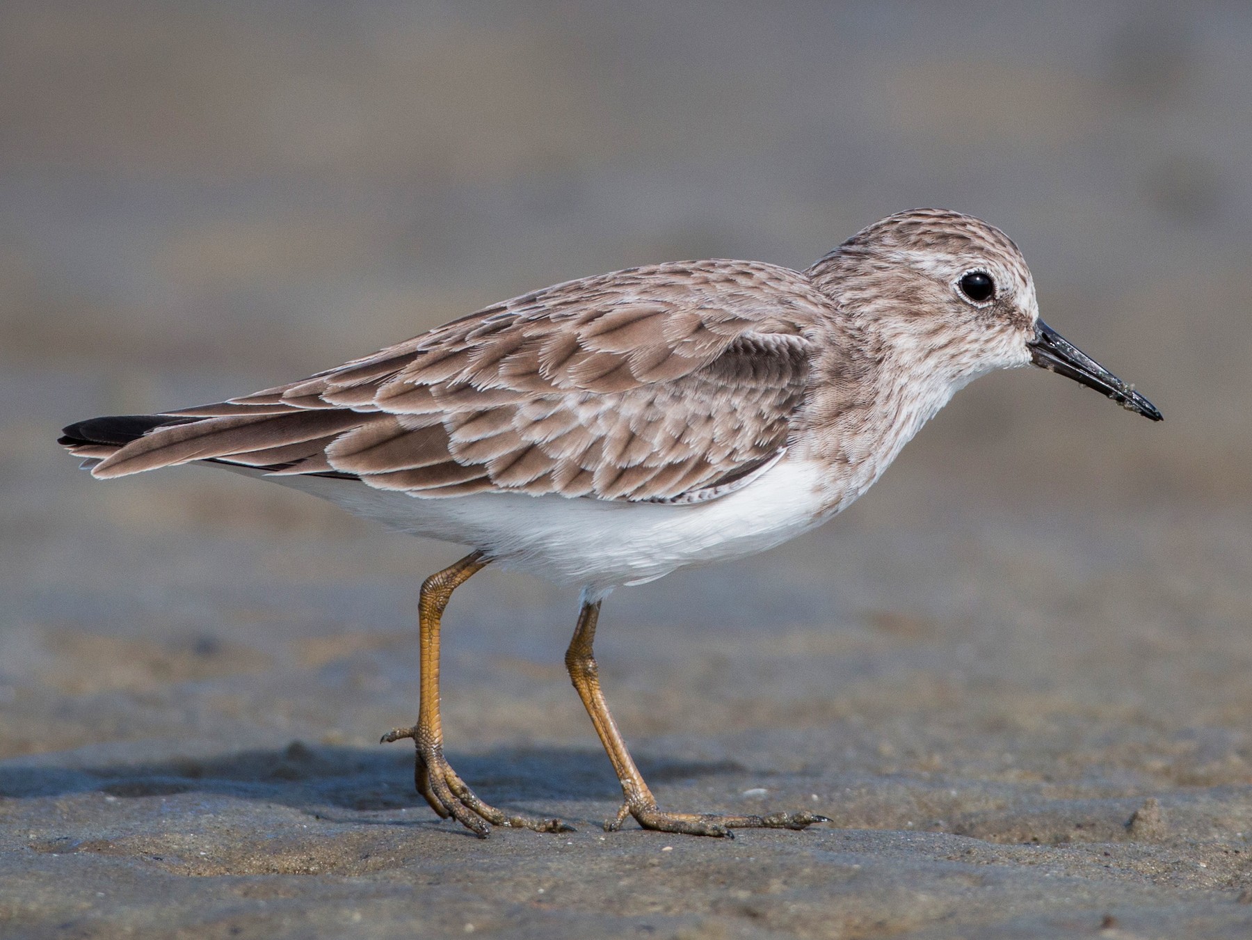 Least Sandpiper - eBird