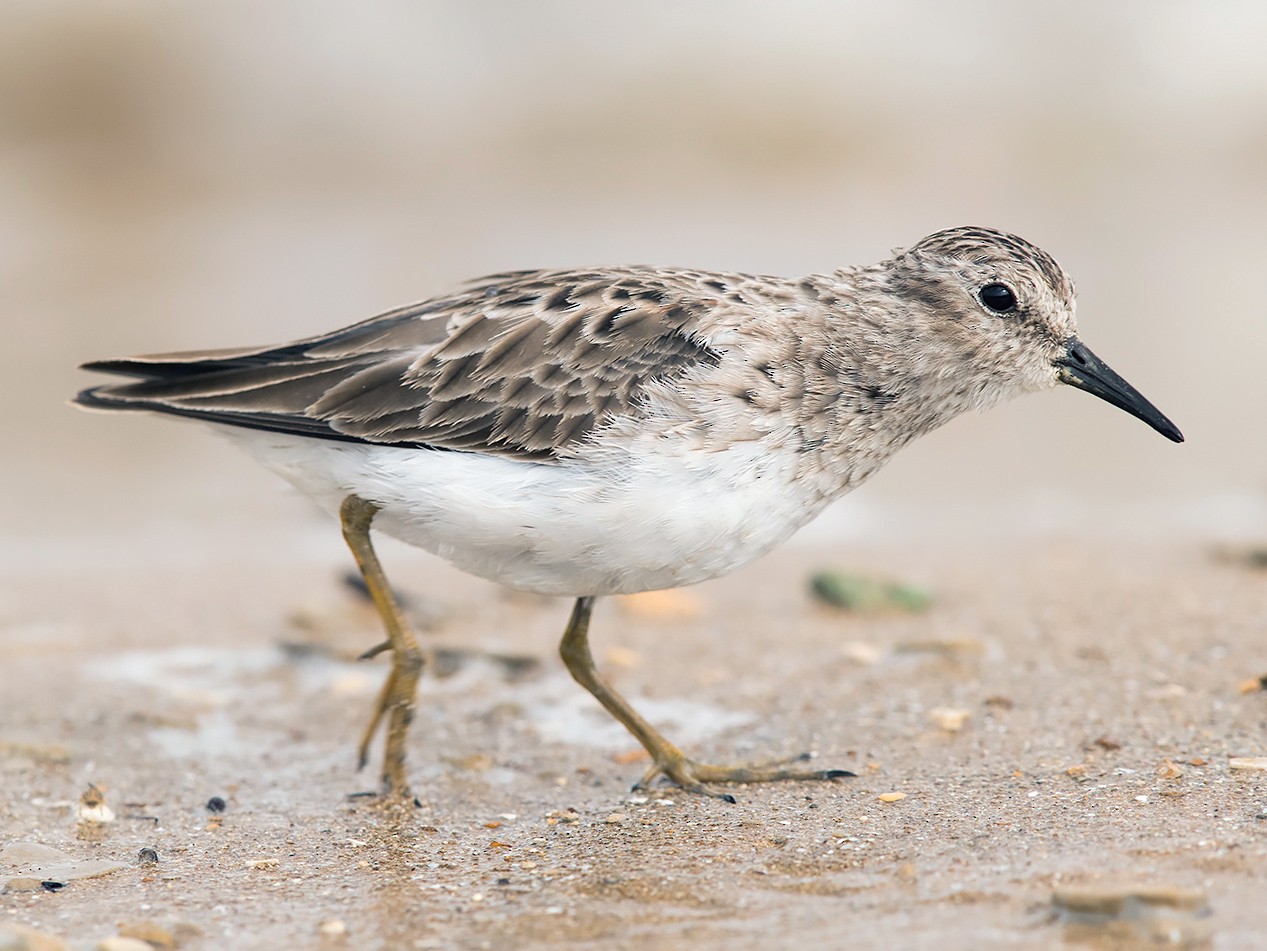 Least Sandpiper - eBird