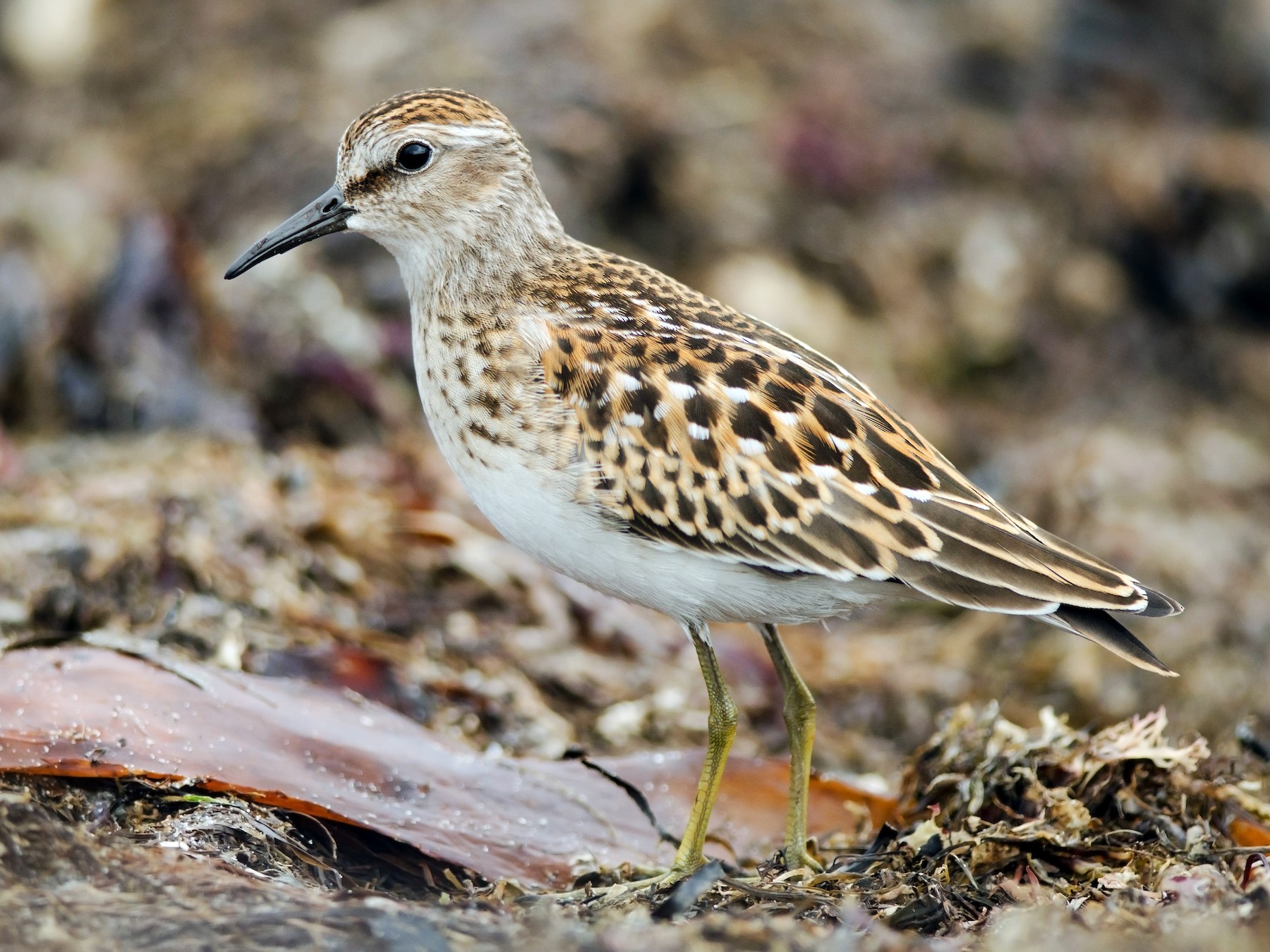 Spotted Sandpiper Juvenile