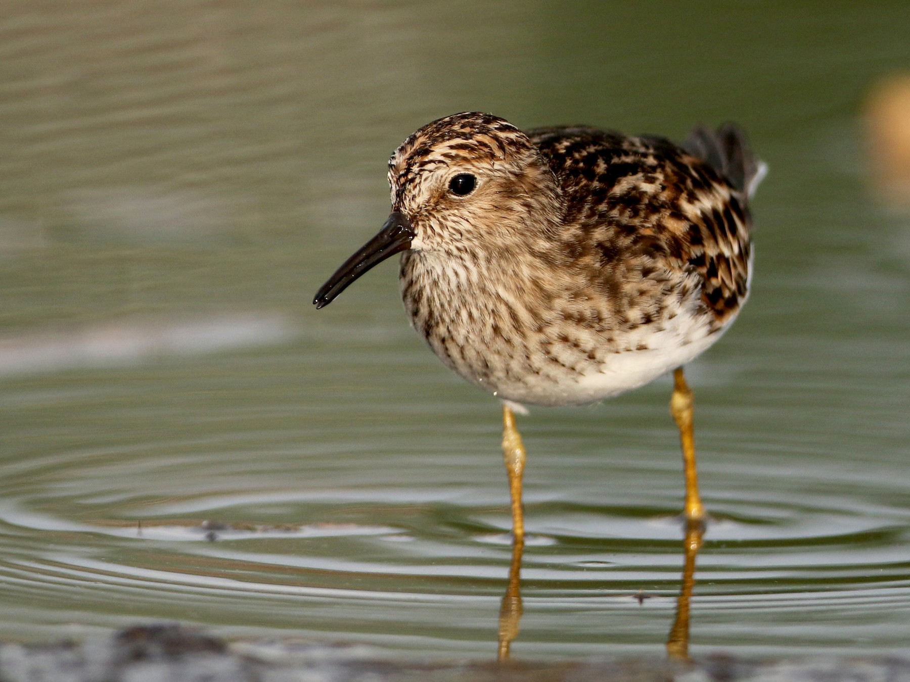 Least Sandpiper - eBird