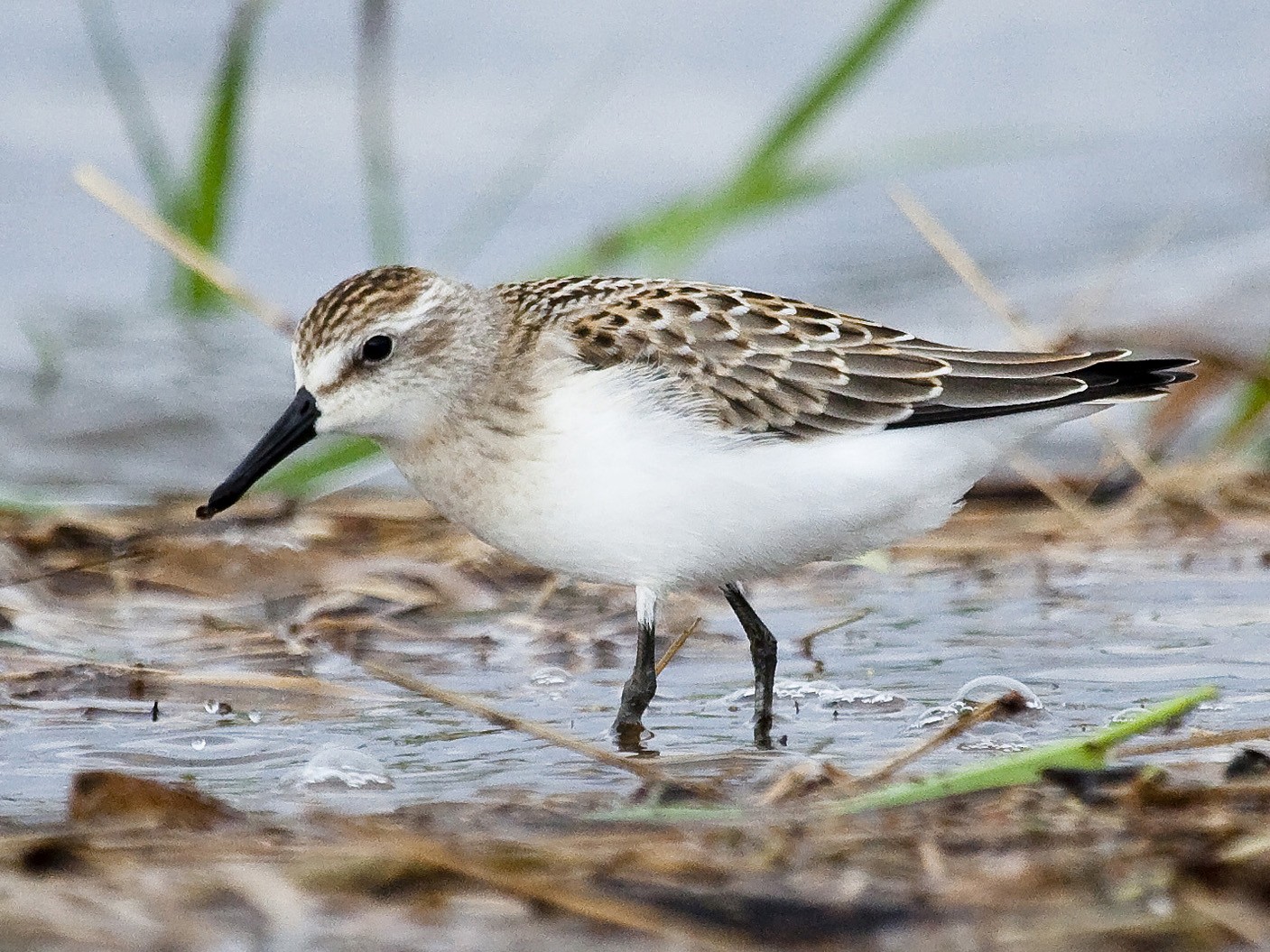 Semipalmated Sandpiper - eBird
