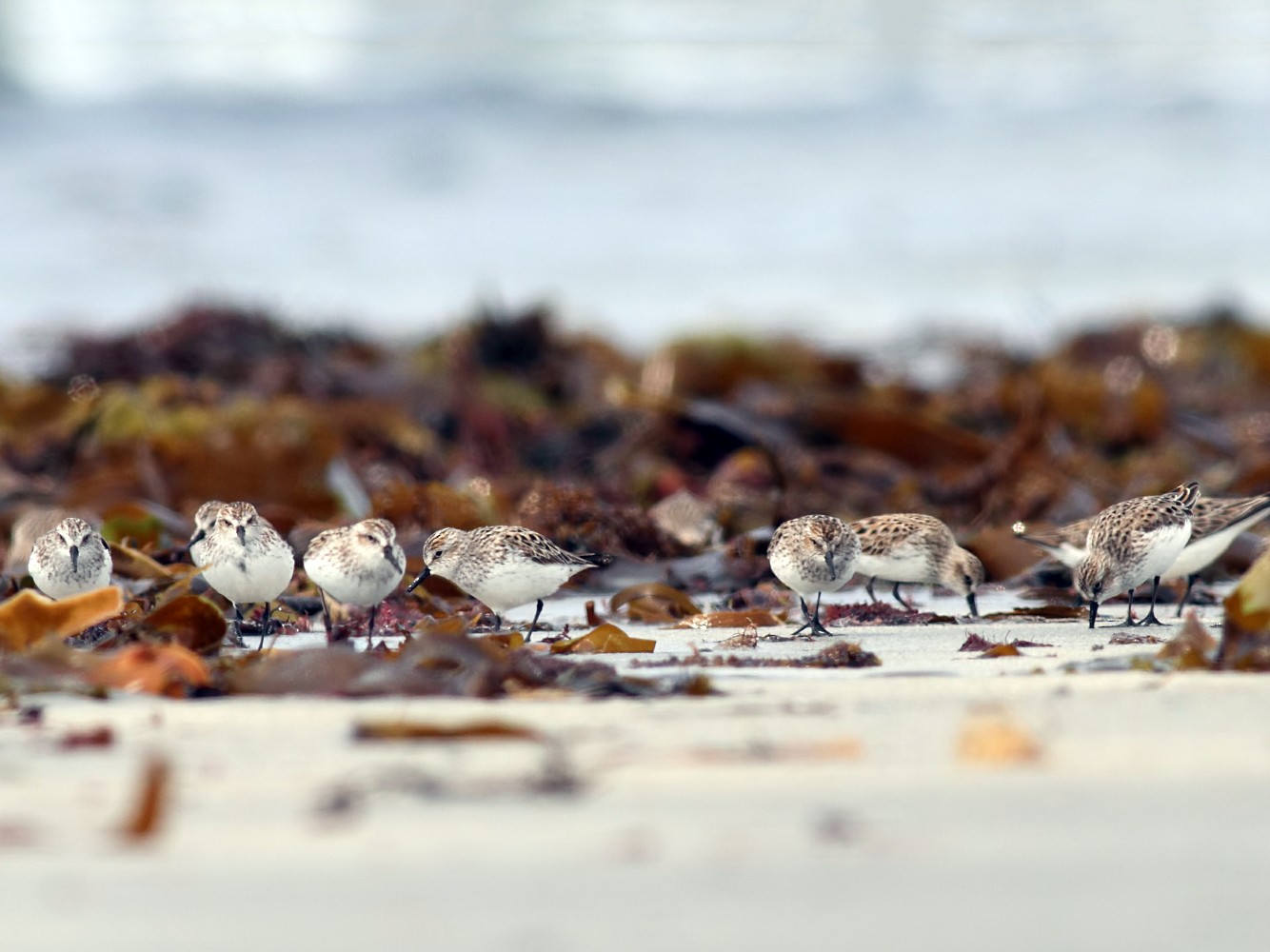 Semipalmated Sandpiper - eBird