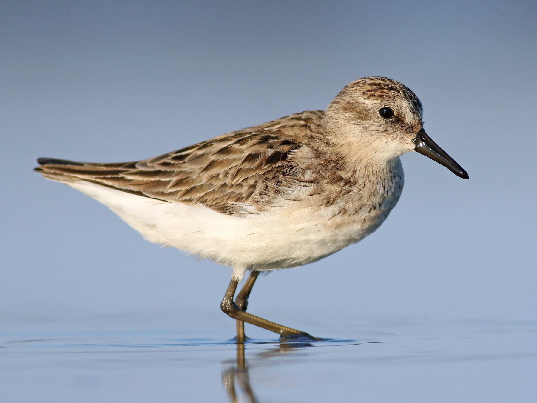 Semipalmated Sandpiper - eBird