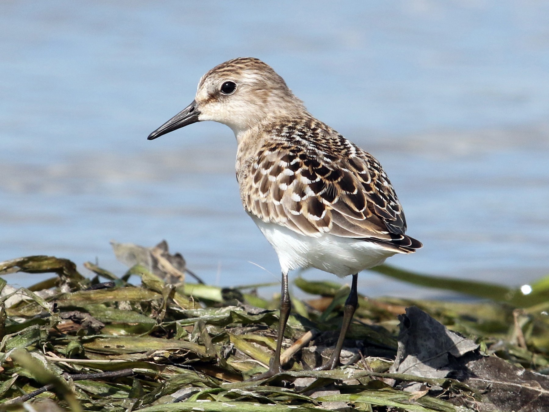 Semipalmated Sandpiper - eBird