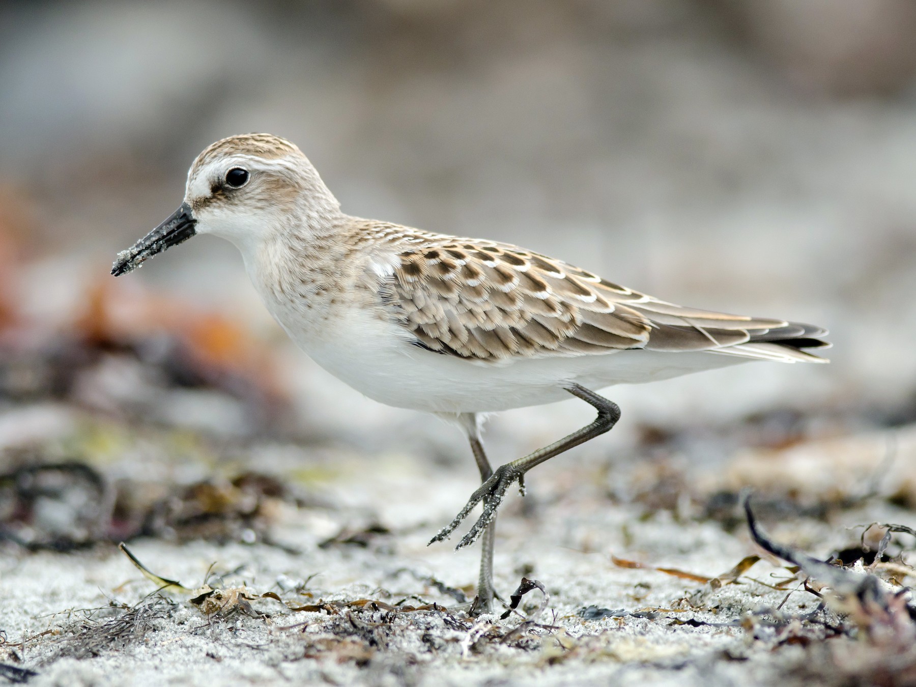 Semipalmated Sandpiper - eBird