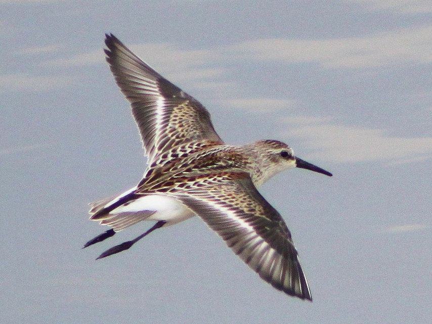 Western Sandpiper - eBird