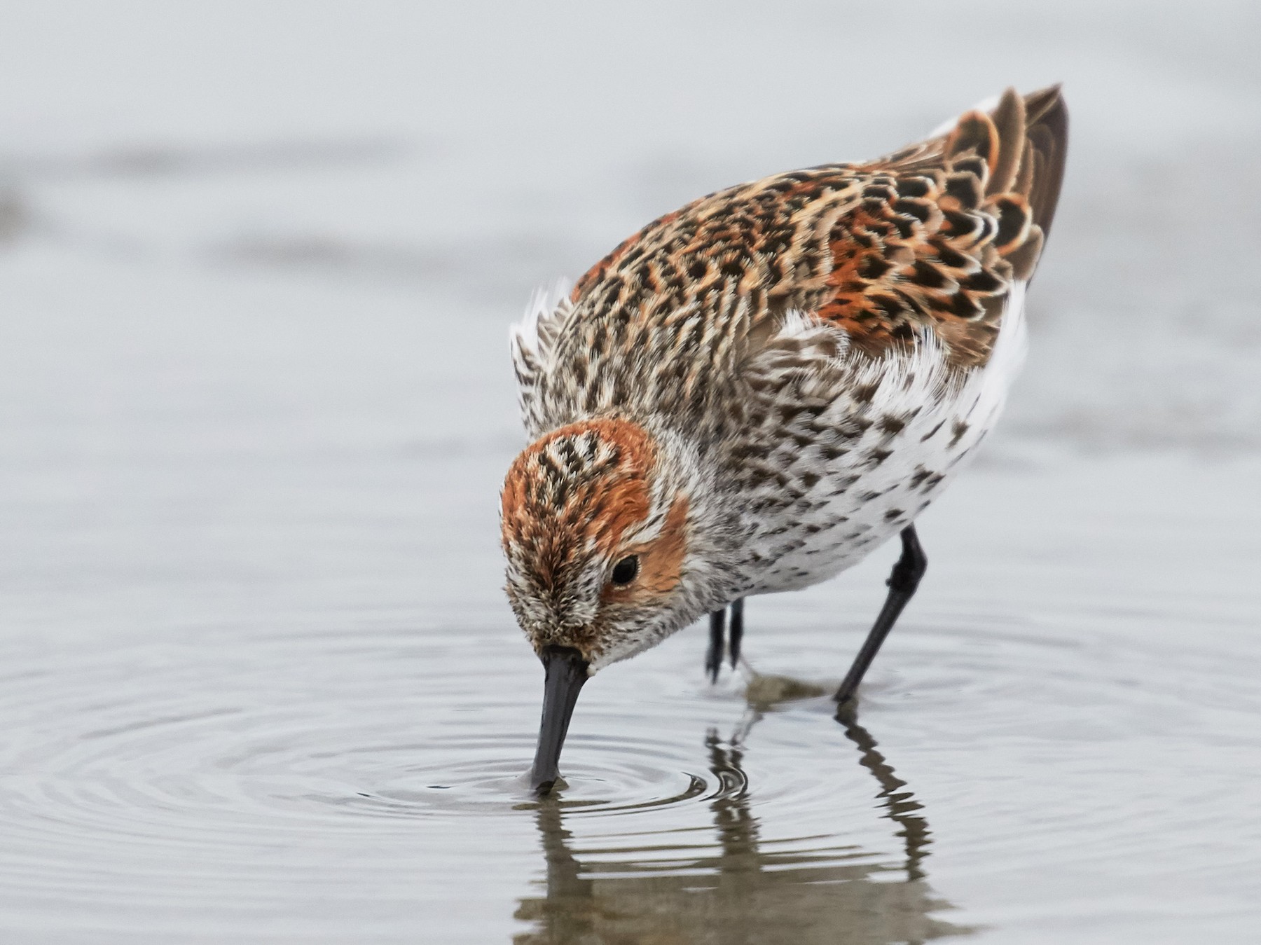 Western Sandpiper - eBird