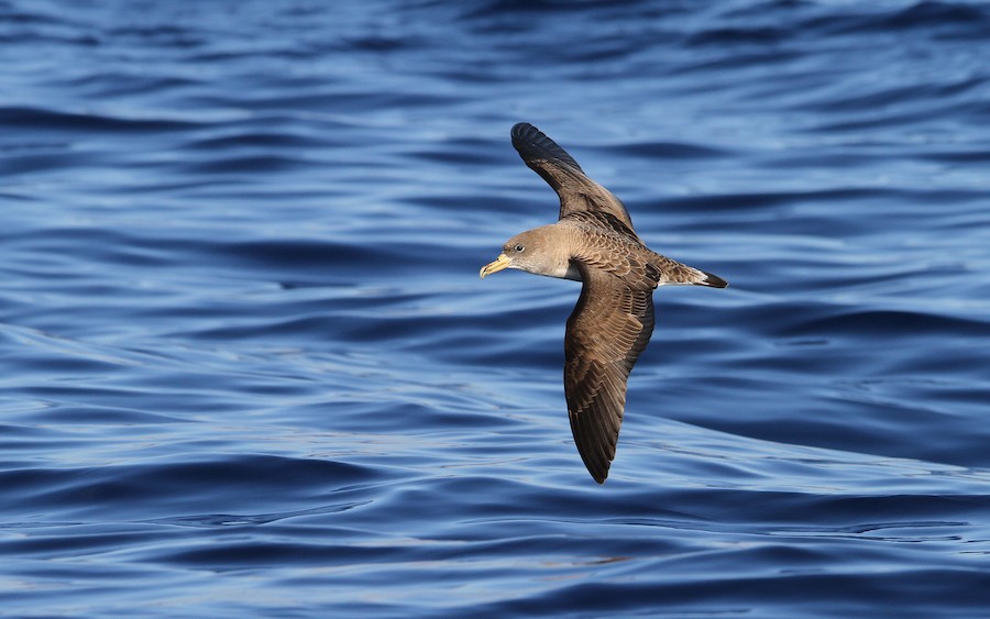Puffin cendré (borealis) - eBird