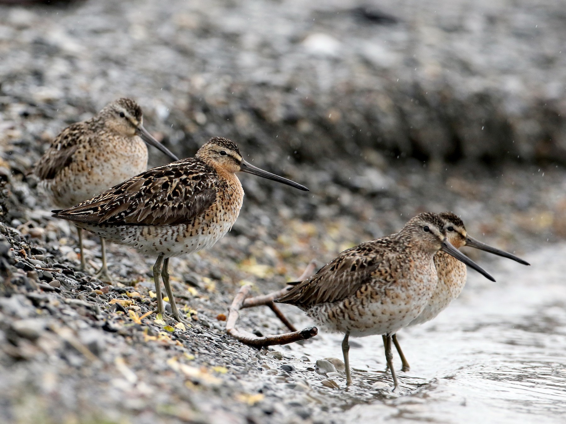 Short-billed Dowitcher - eBird