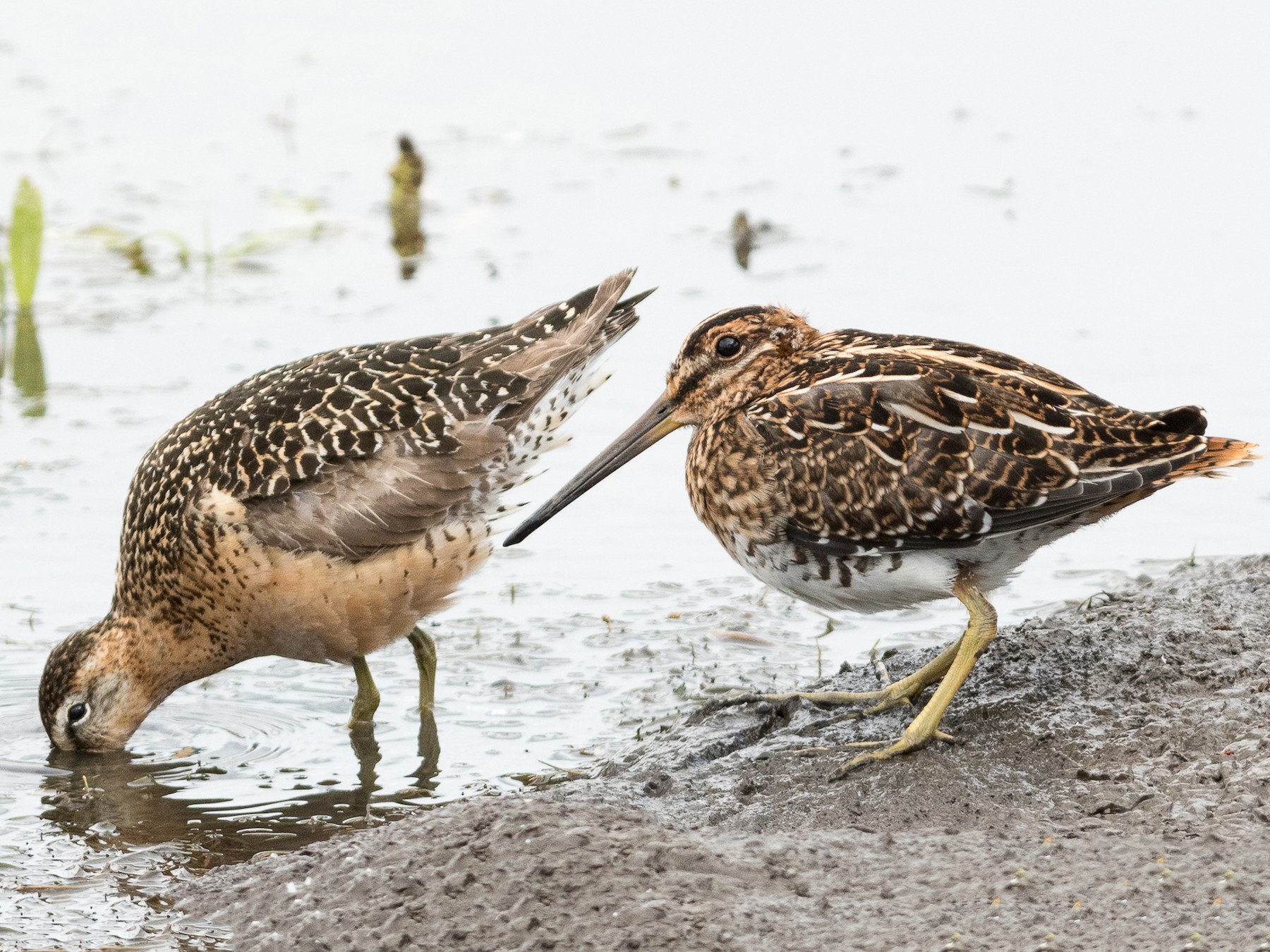 Wilson's Snipe - eBird