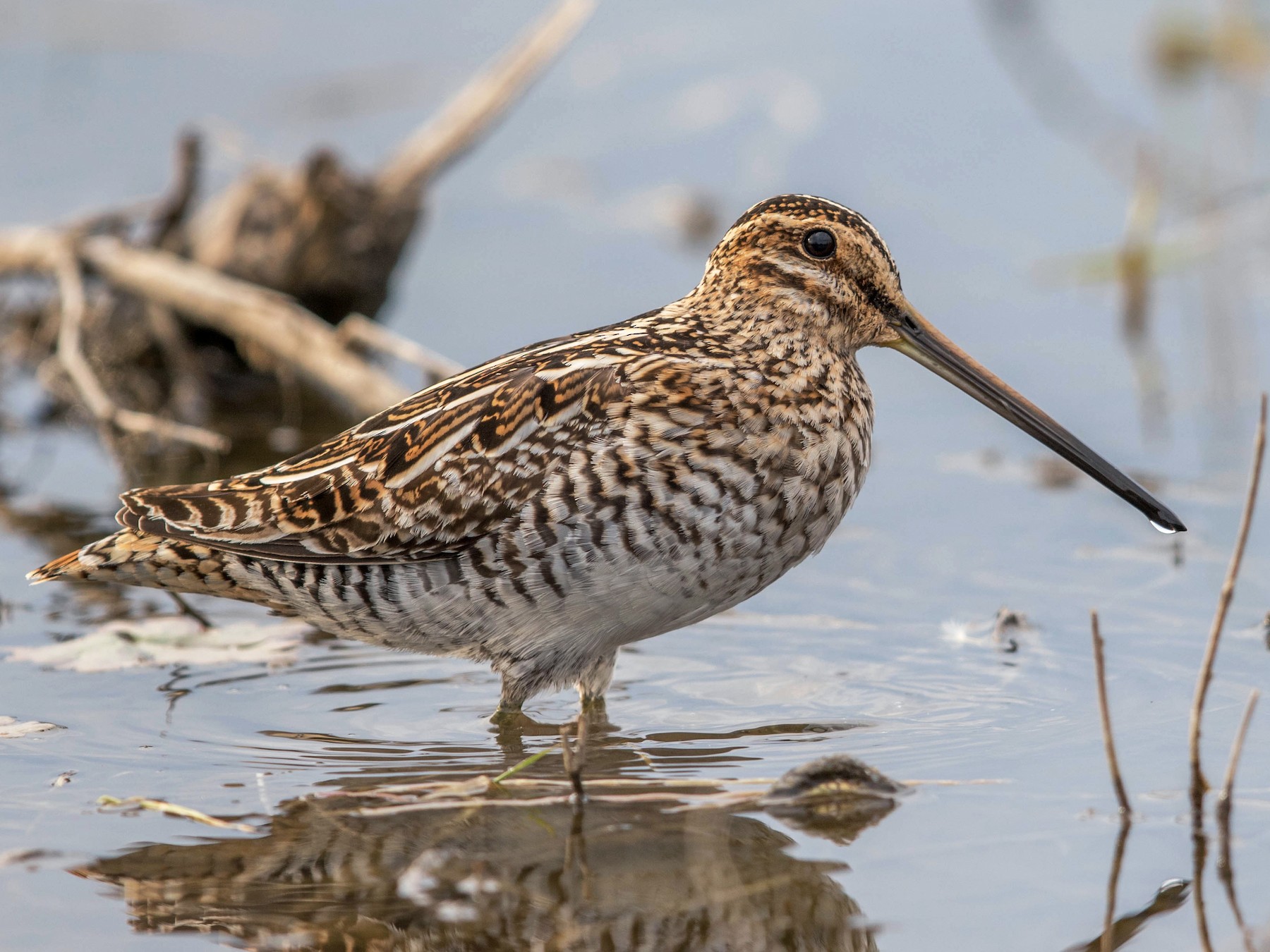 Wilson's Snipe - eBird