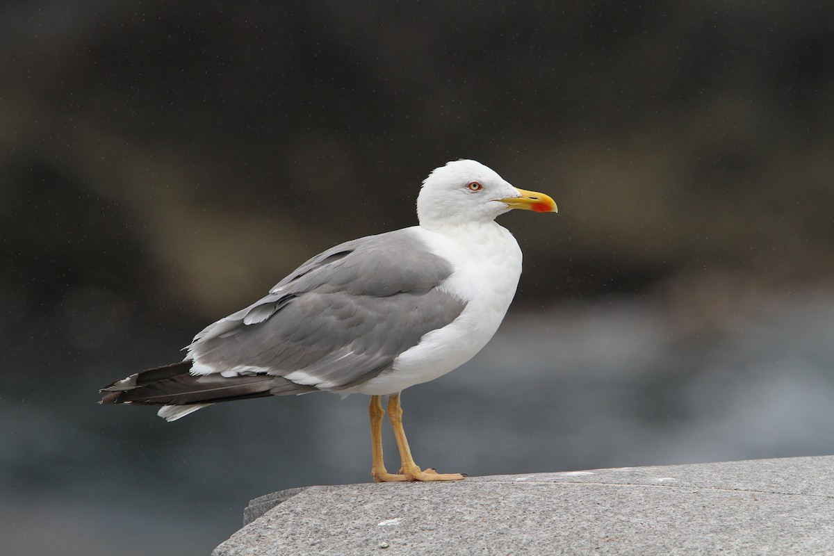 Yellow-legged Gull (atlantis) - eBird