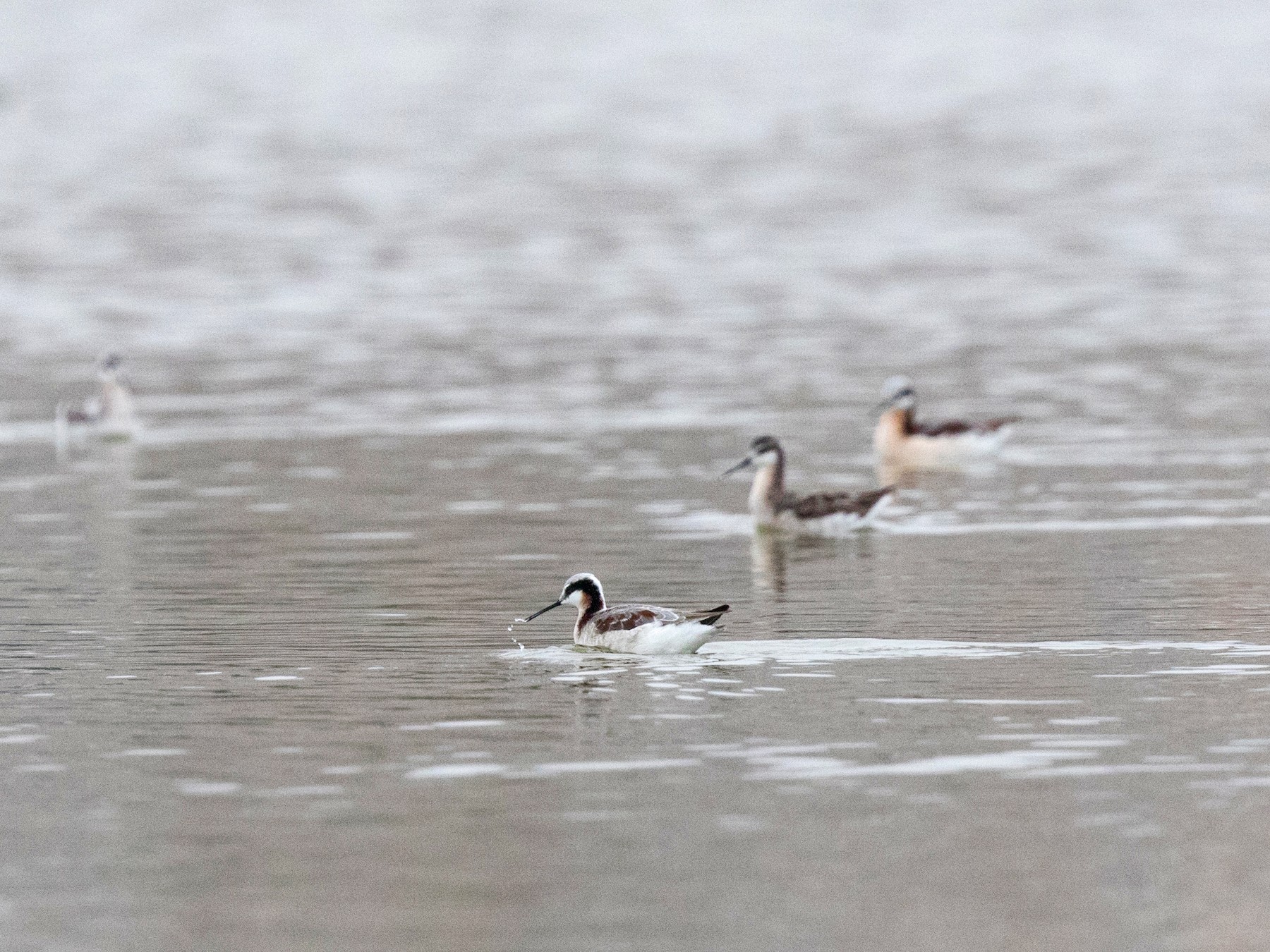 Pollito de mar tricolor - eBird