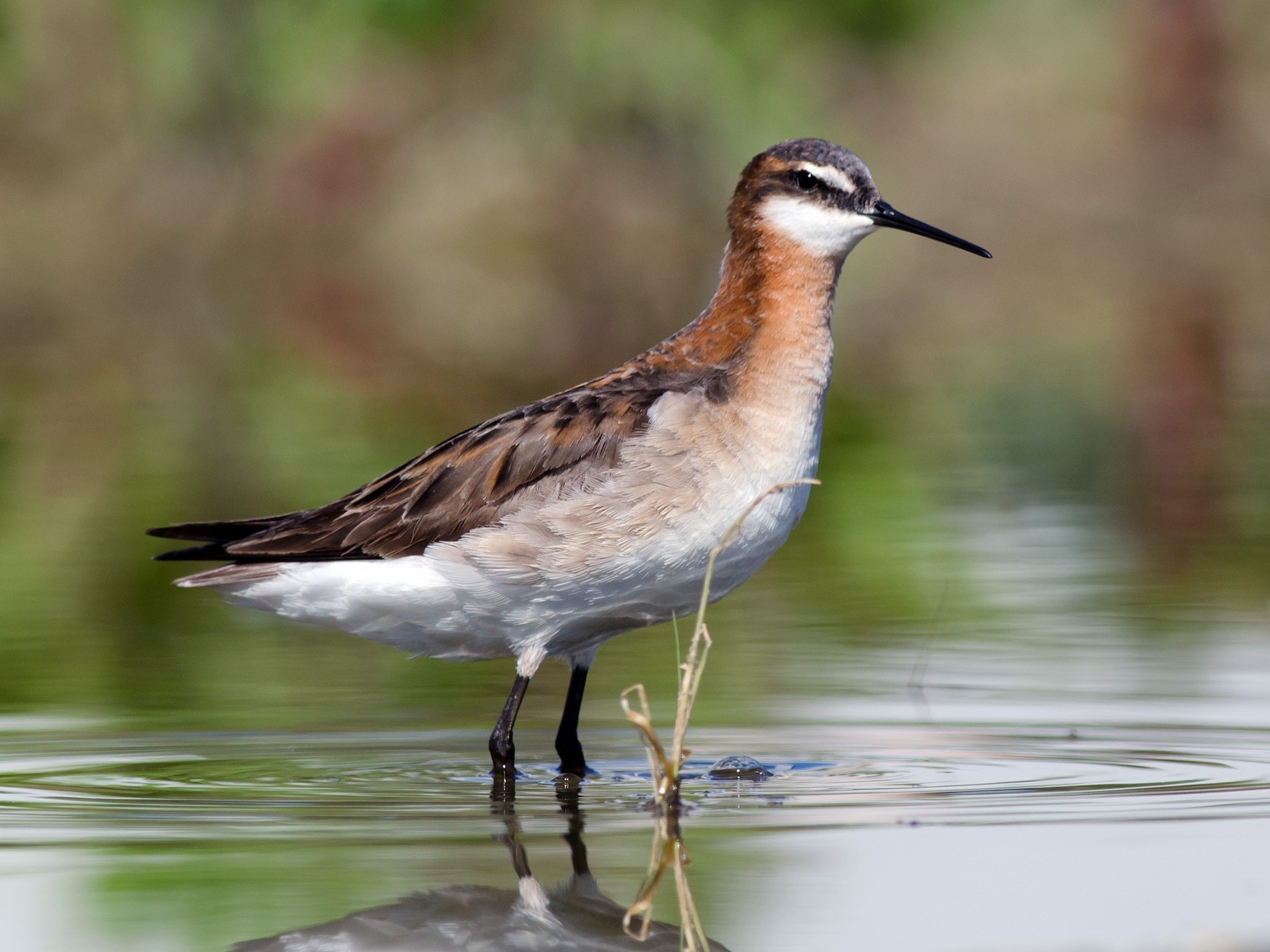 Wilson's Phalarope - eBird