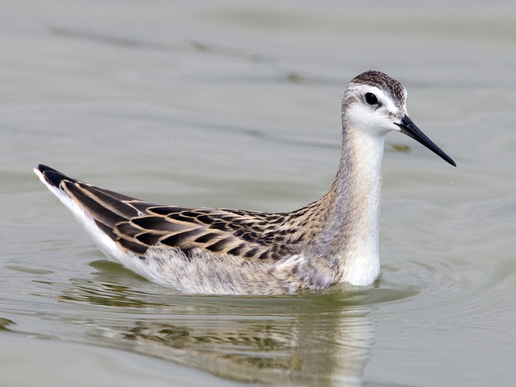 Wilson's Phalarope - eBird