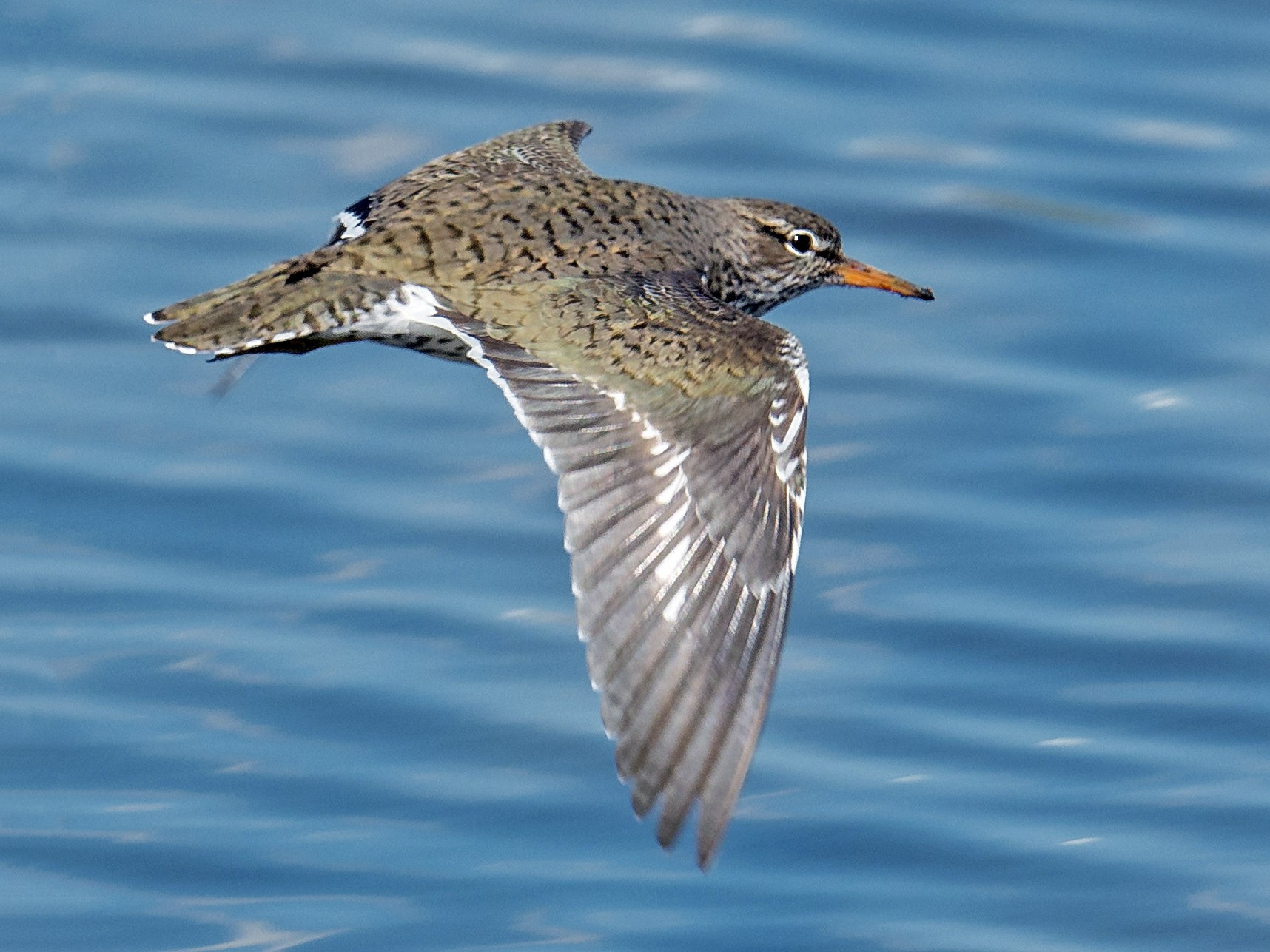 Spotted Sandpiper - eBird
