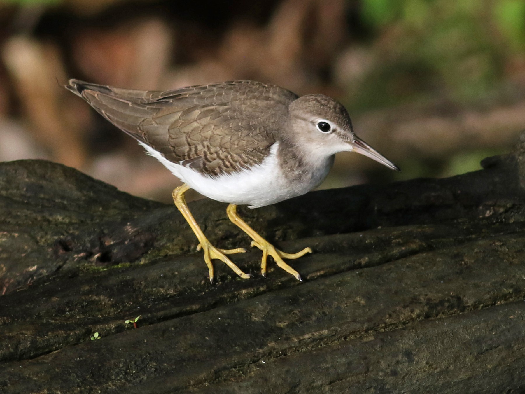 Spotted Sandpiper - eBird