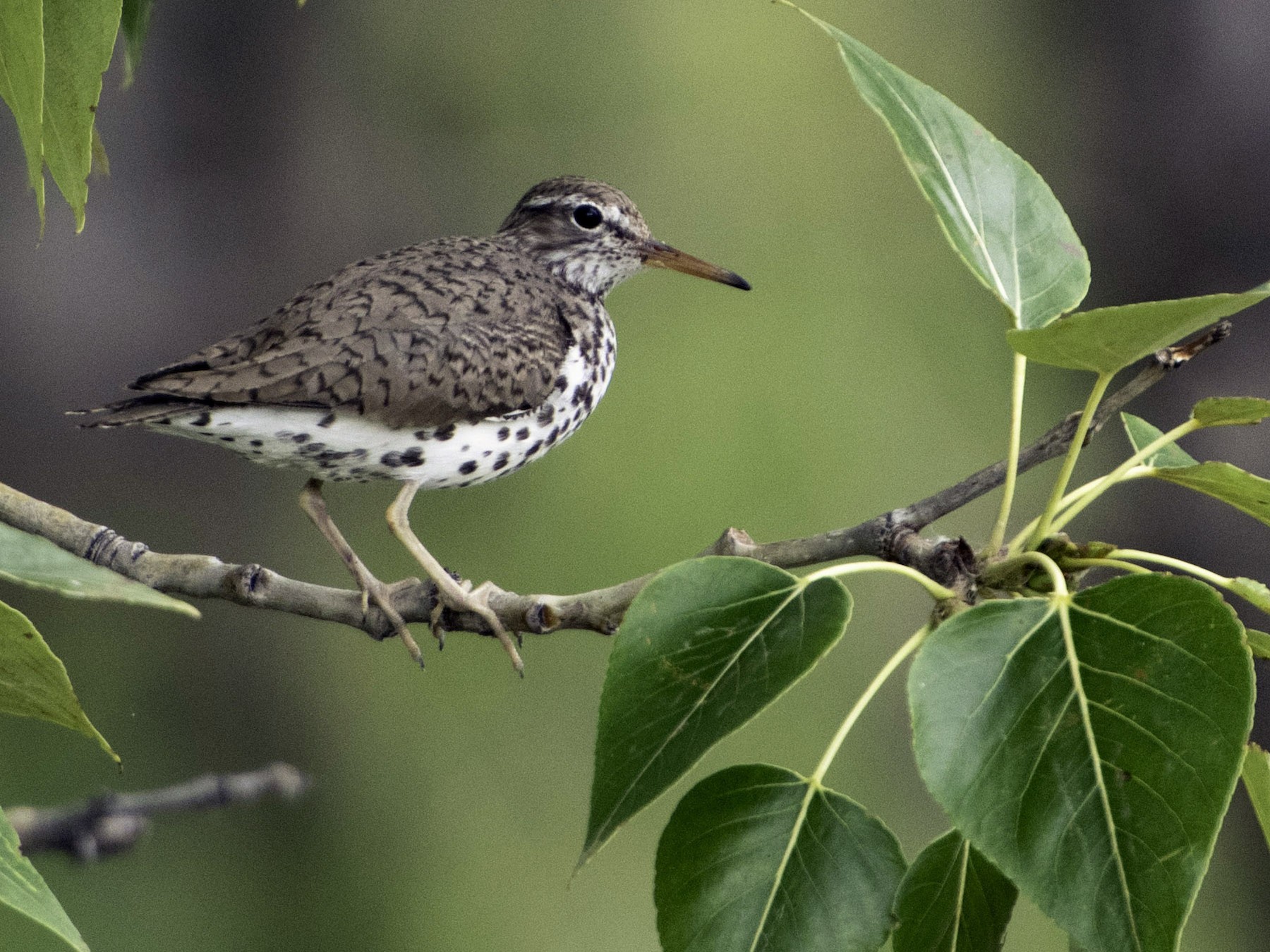 Spotted Sandpiper - eBird