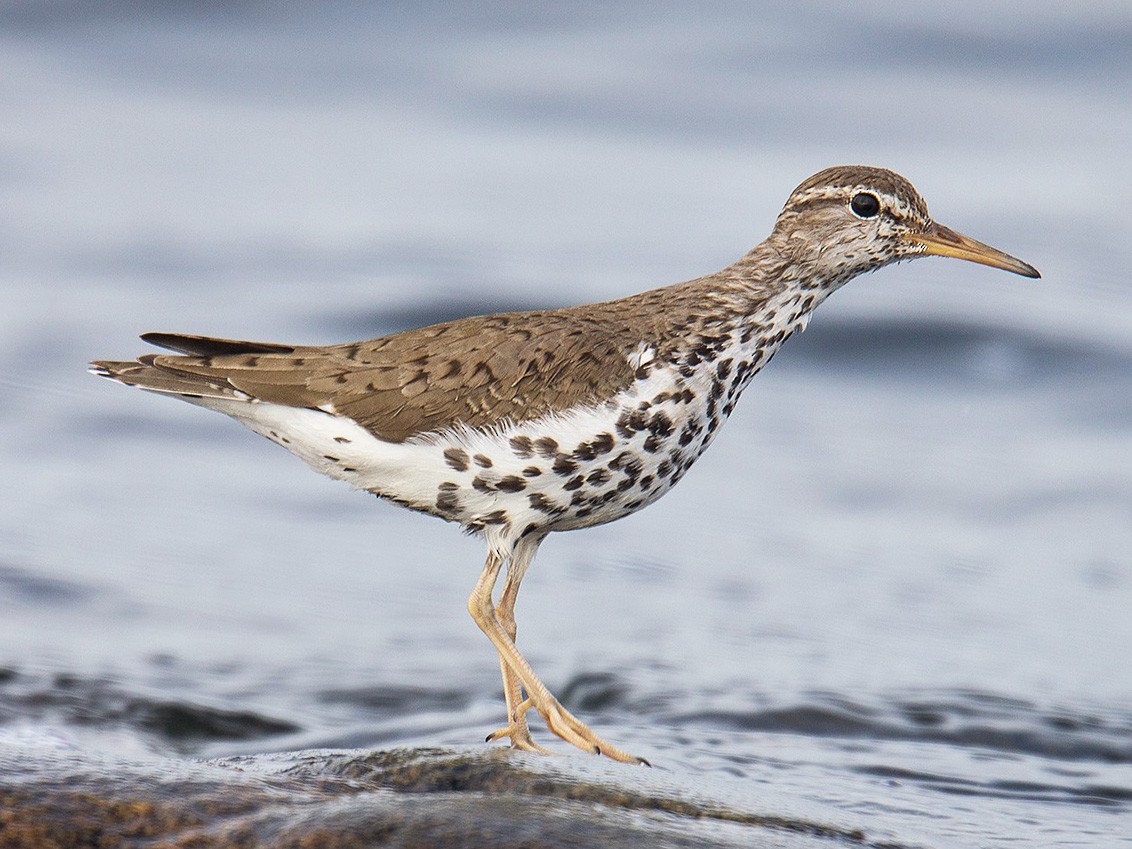 Spotted Sandpiper - eBird