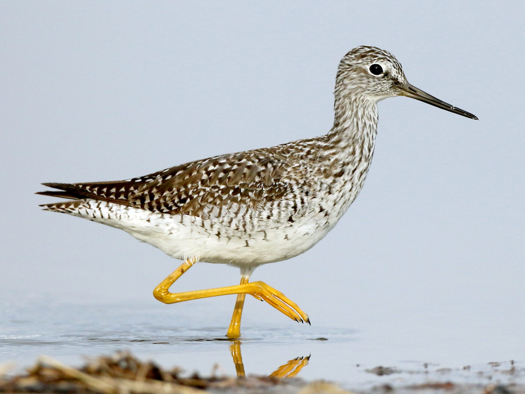 Greater Yellowlegs - eBird