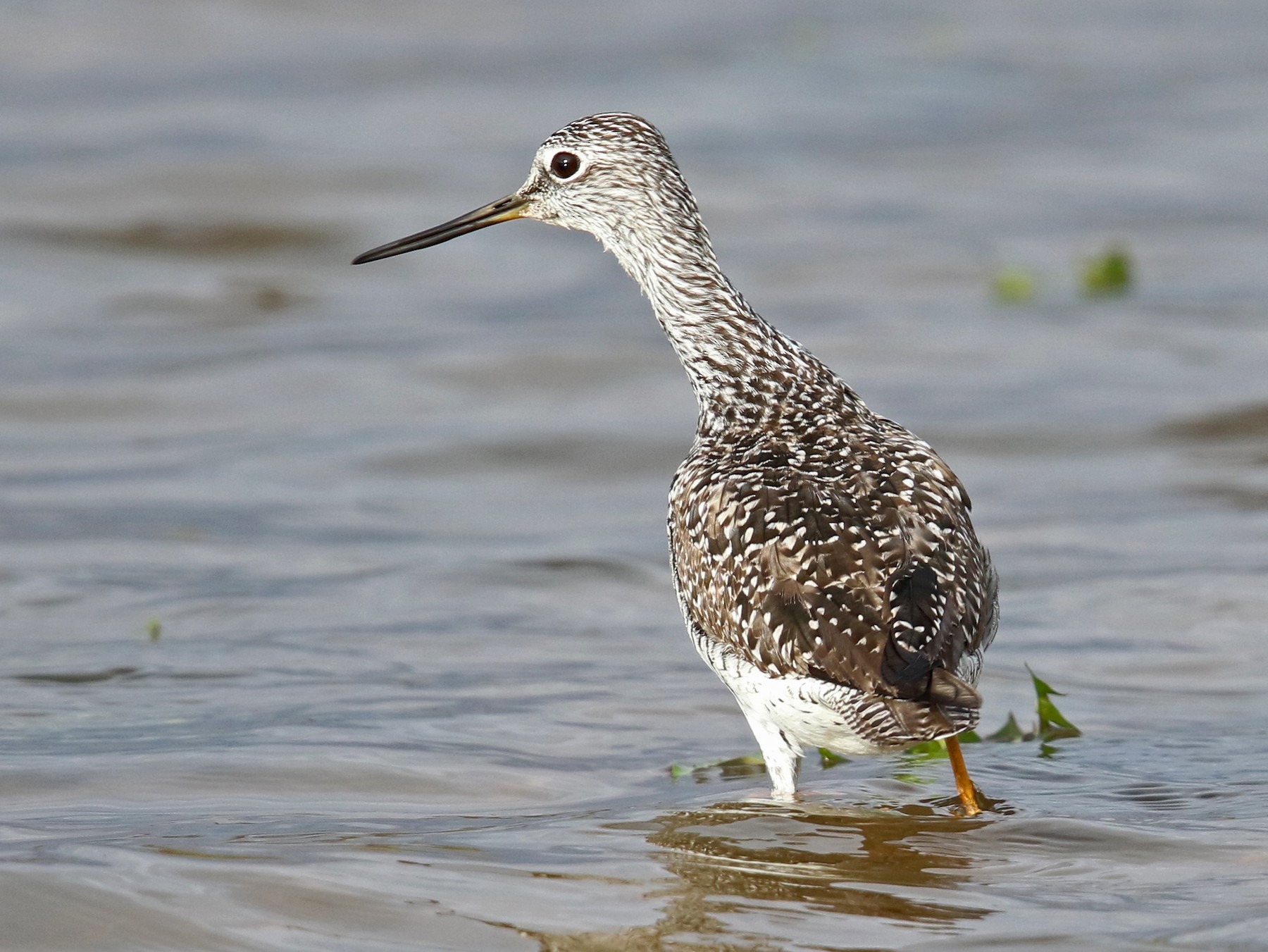 Greater Yellowlegs - North Carolina Bird Atlas