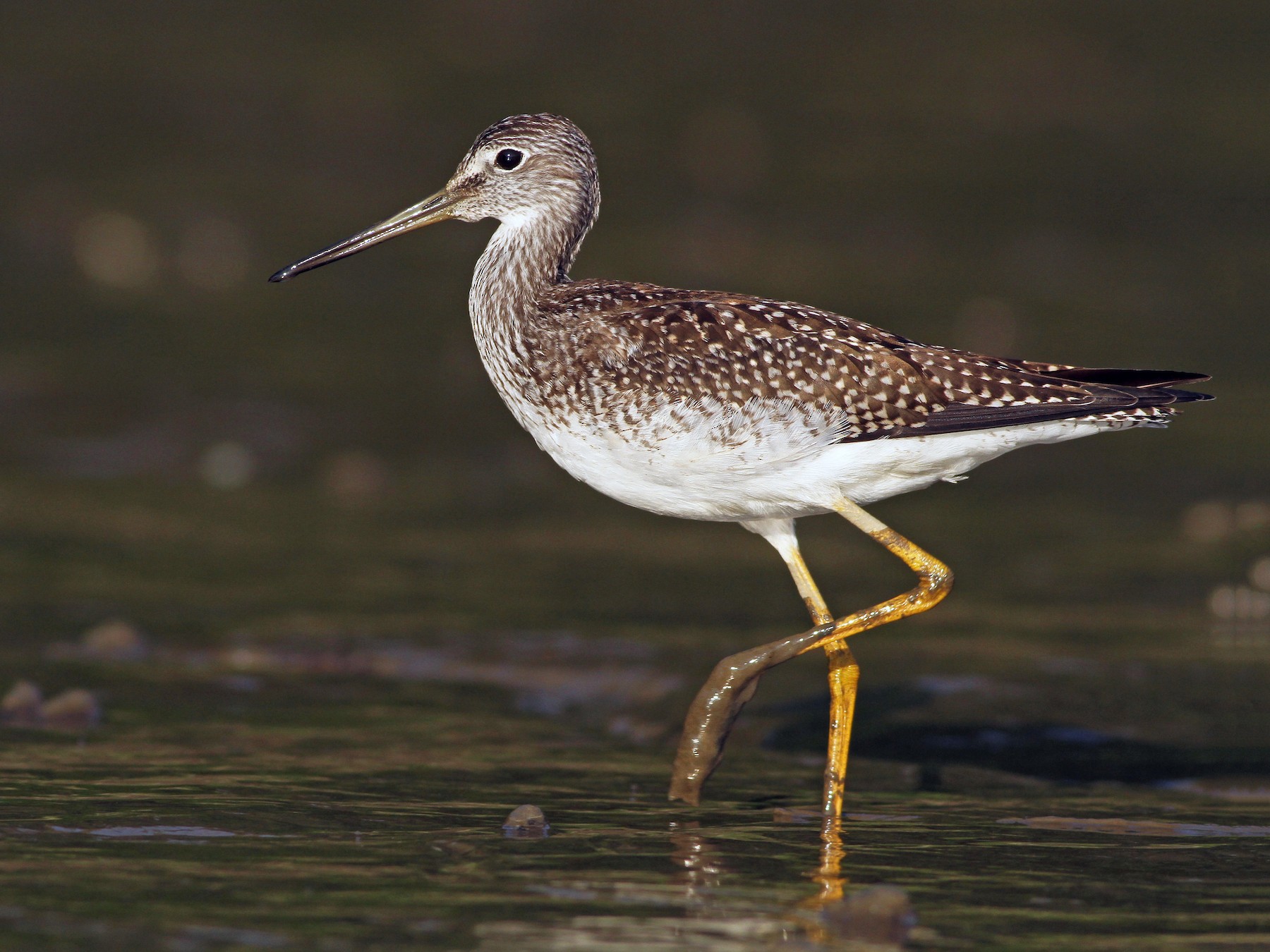 Greater Yellowlegs - eBird