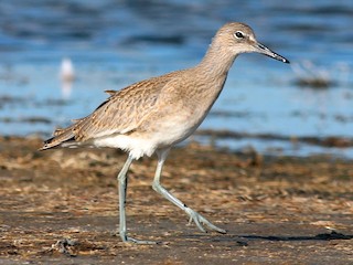 Willet - eBird