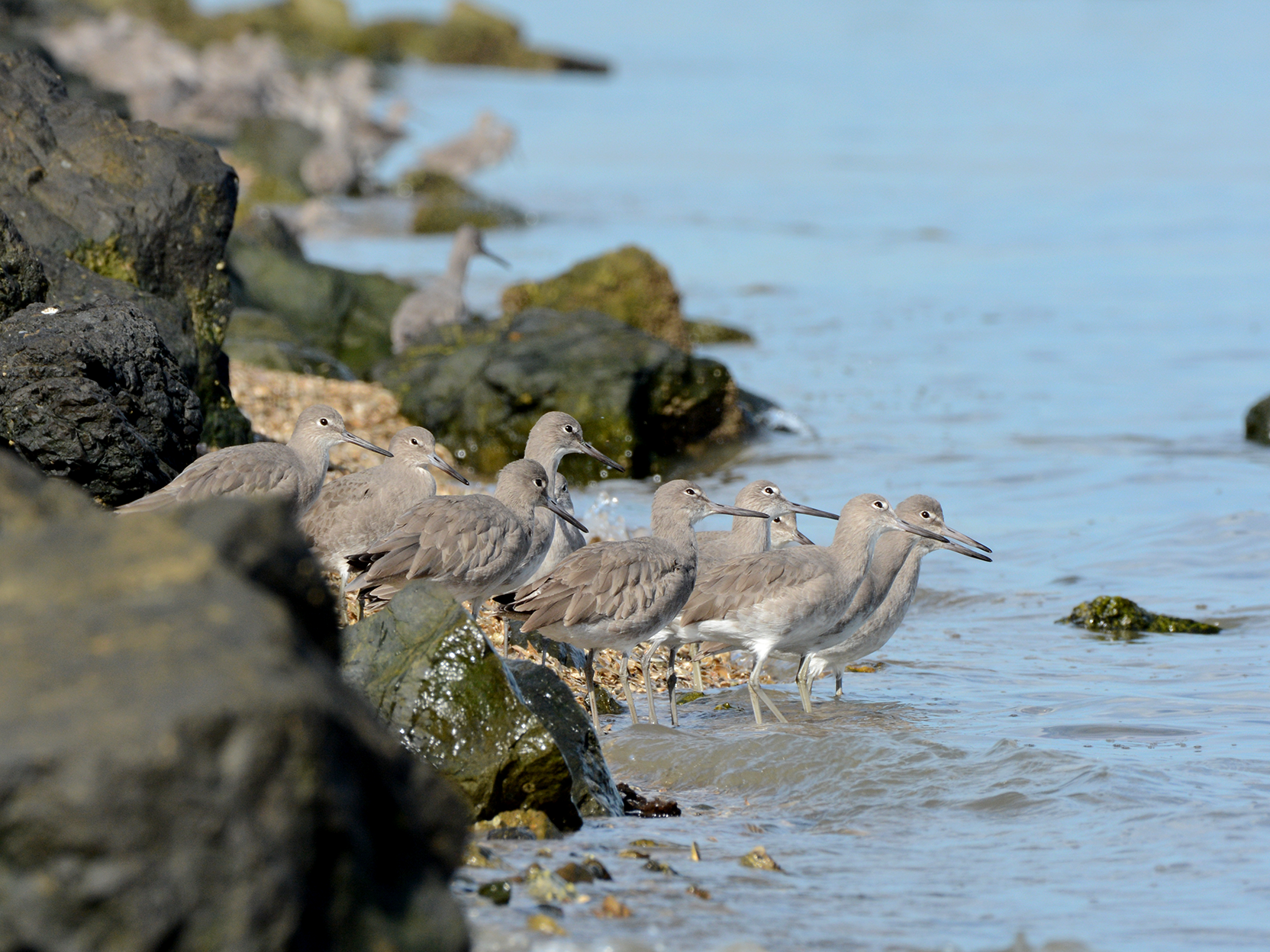 Willet - eBird