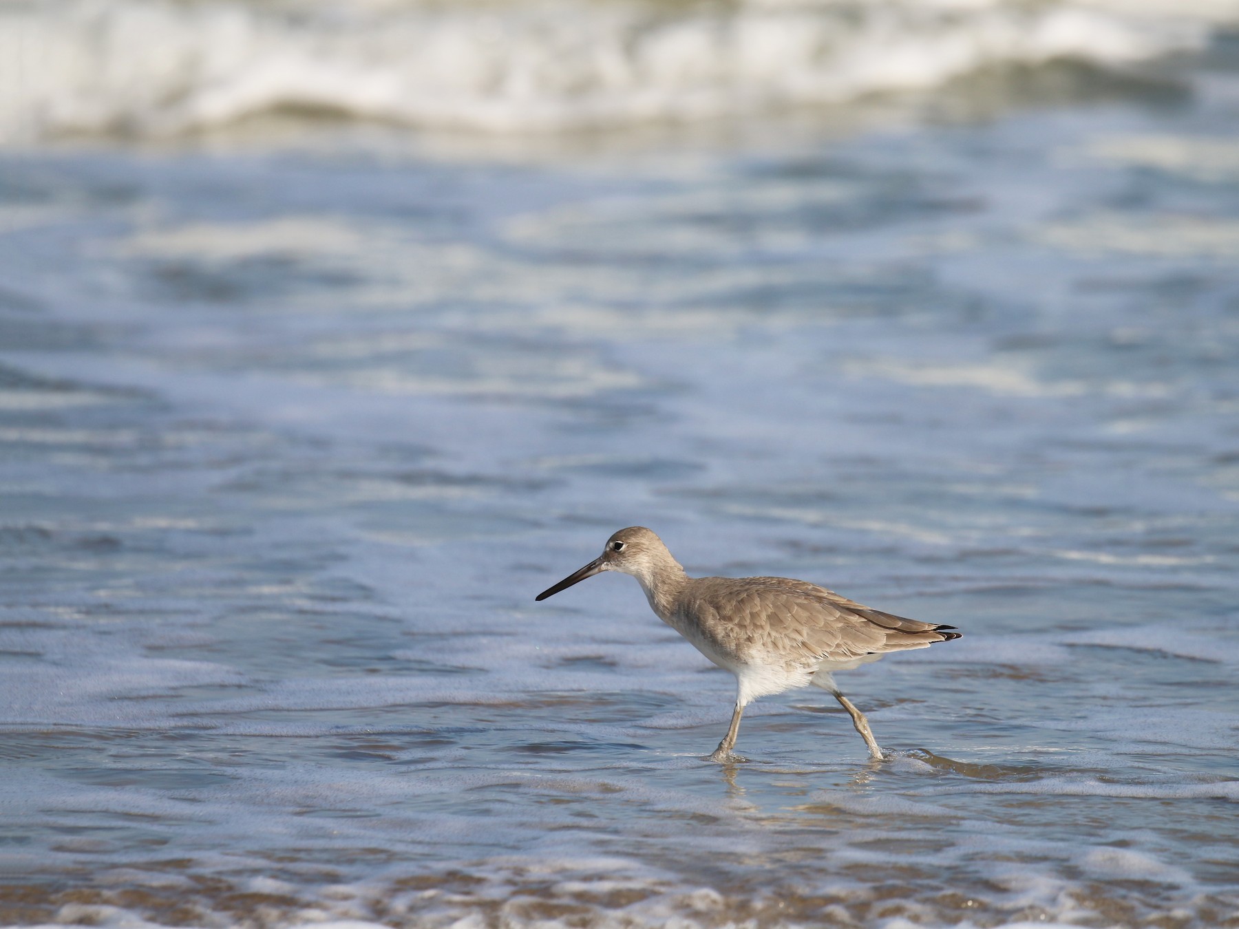 Playero Aliblanco - eBird