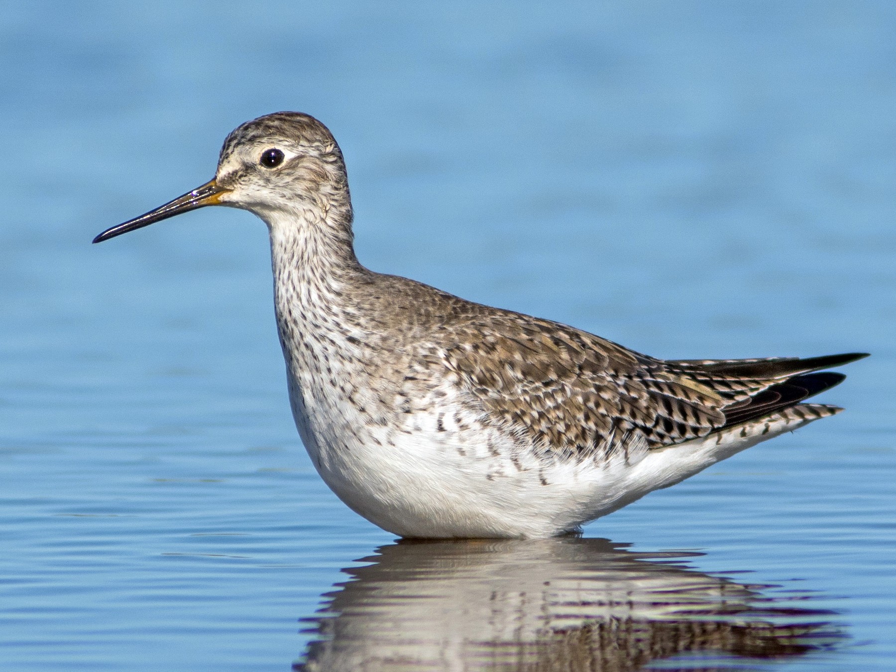 Lesser Yellowlegs - eBird