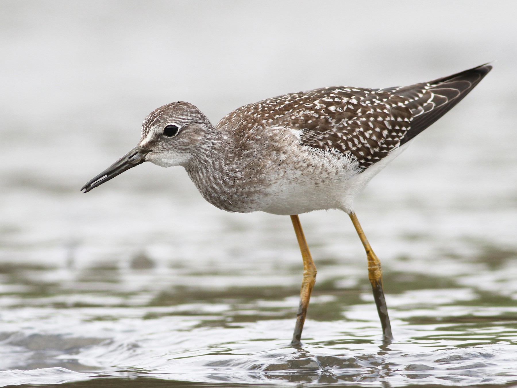 Lesser Yellowlegs - eBird