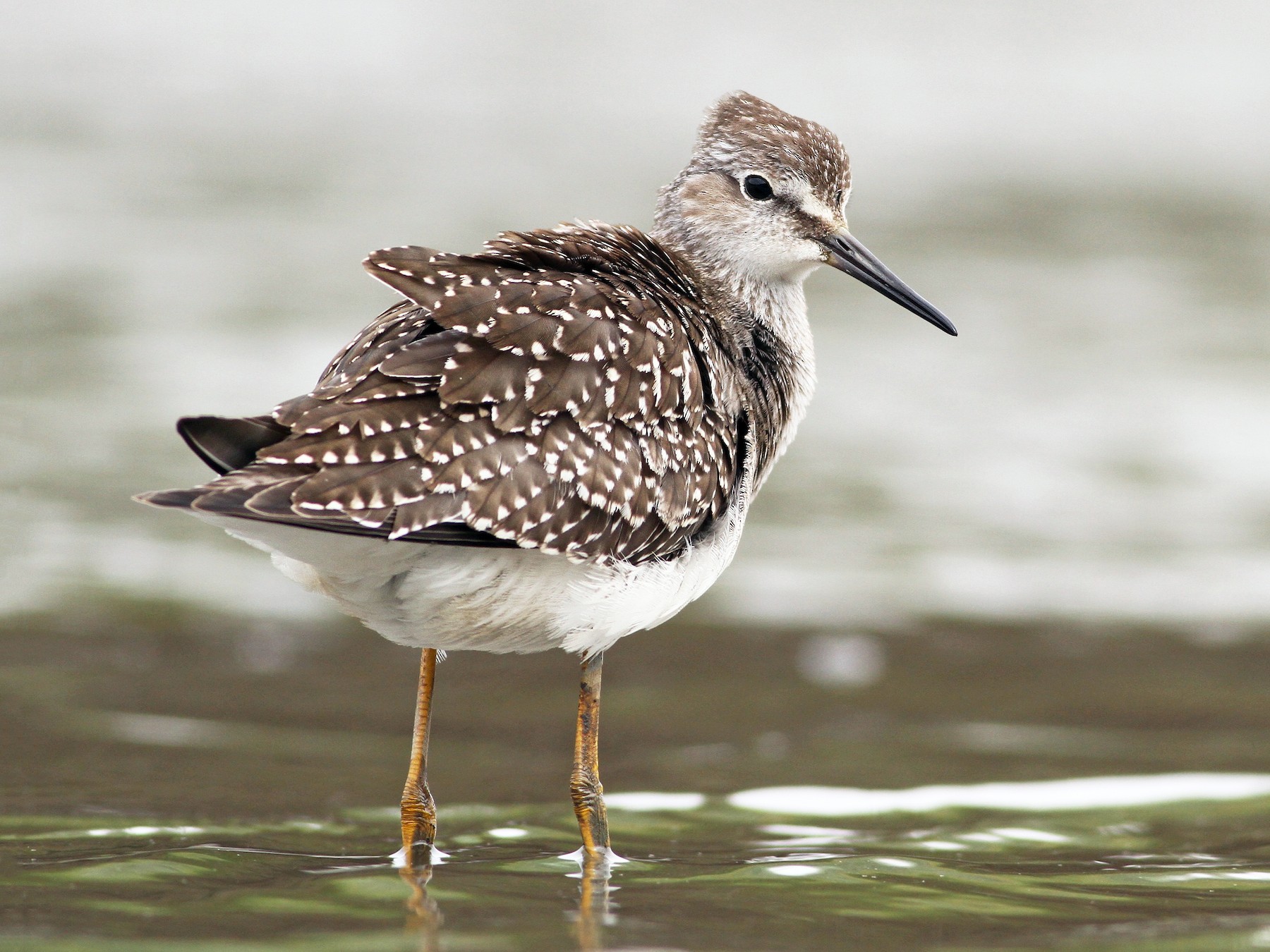 Lesser Yellowlegs - eBird