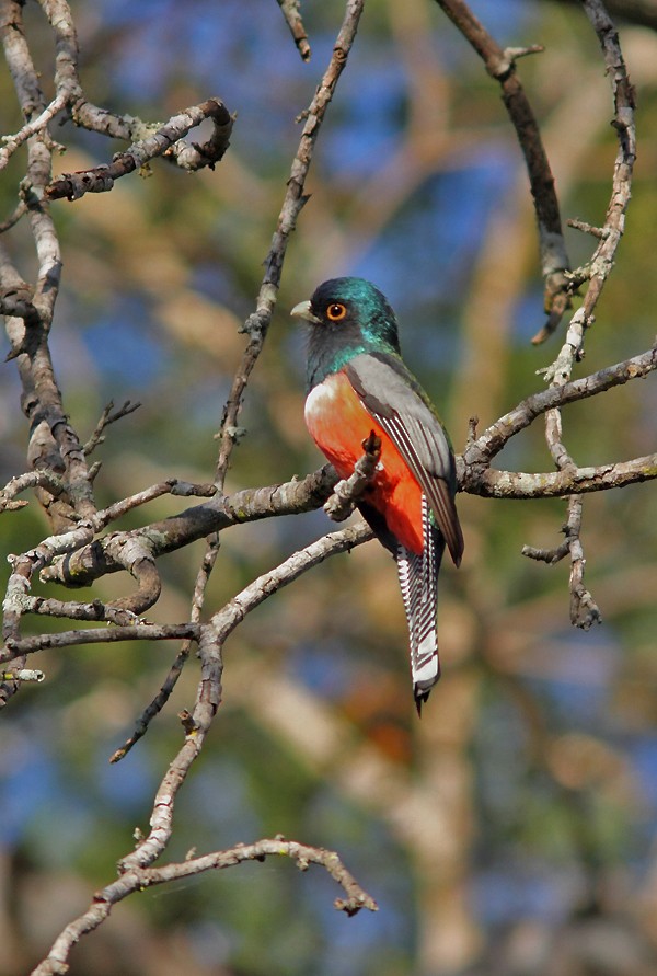 eBird Checklist - 10 Jul 2017 - Santa Cruz La Vieja - 32 species
