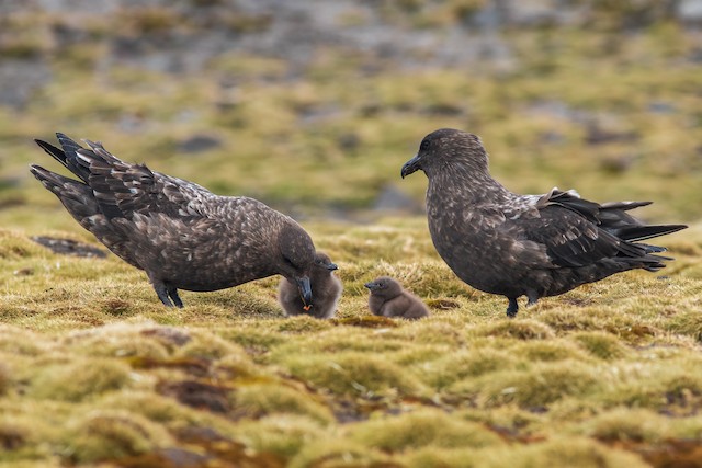 eBird - Discover a new world of birding...