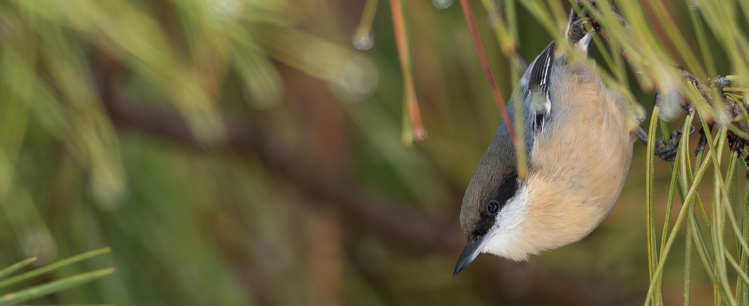 Birds of the World - Cornell Lab of Ornithology