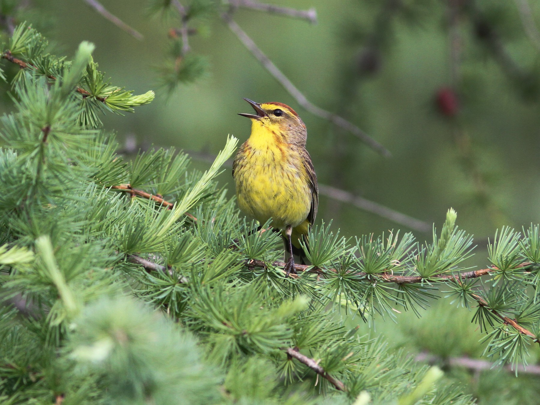 Palm Warbler - eBird