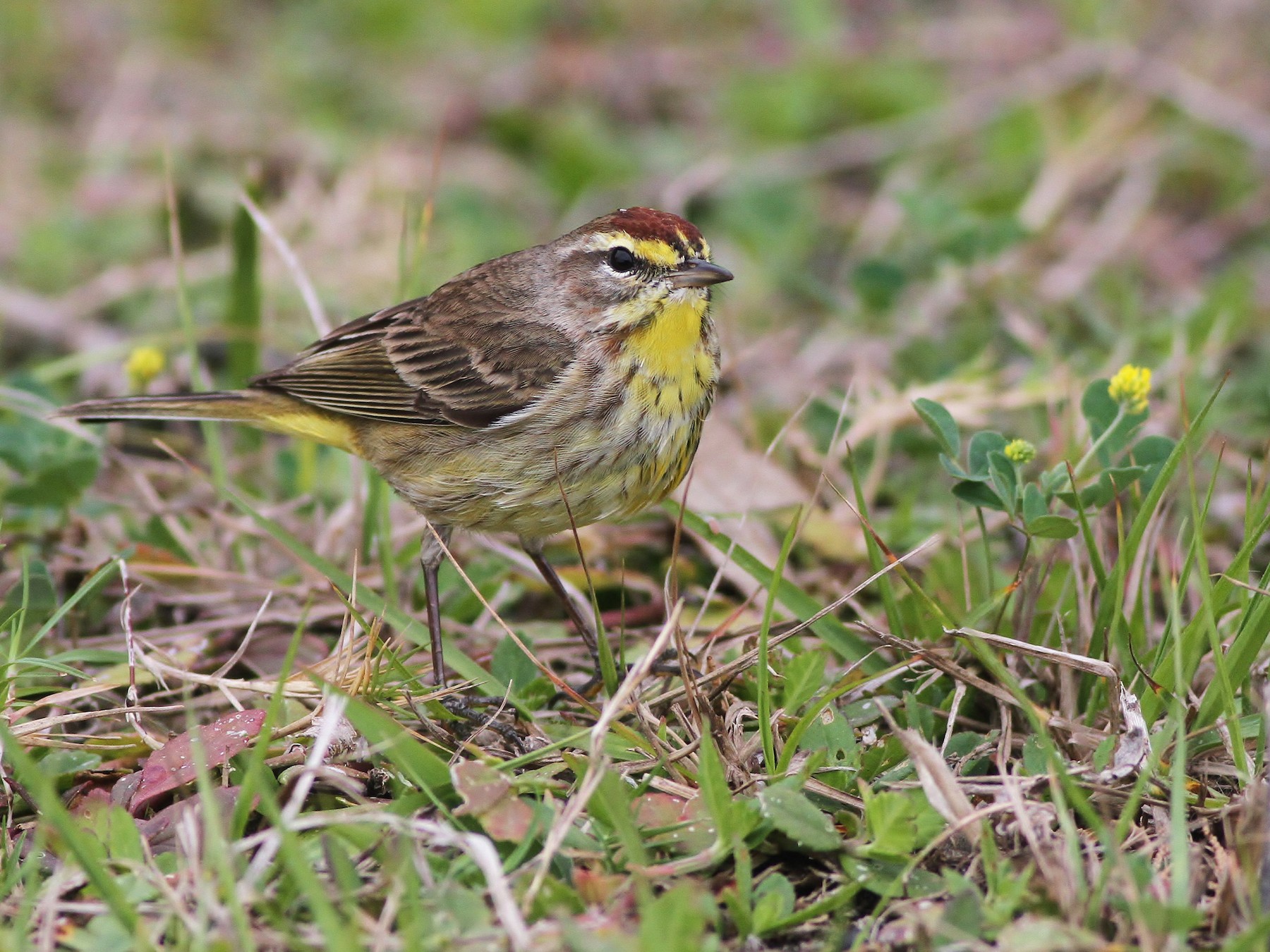 Palm Warbler - eBird