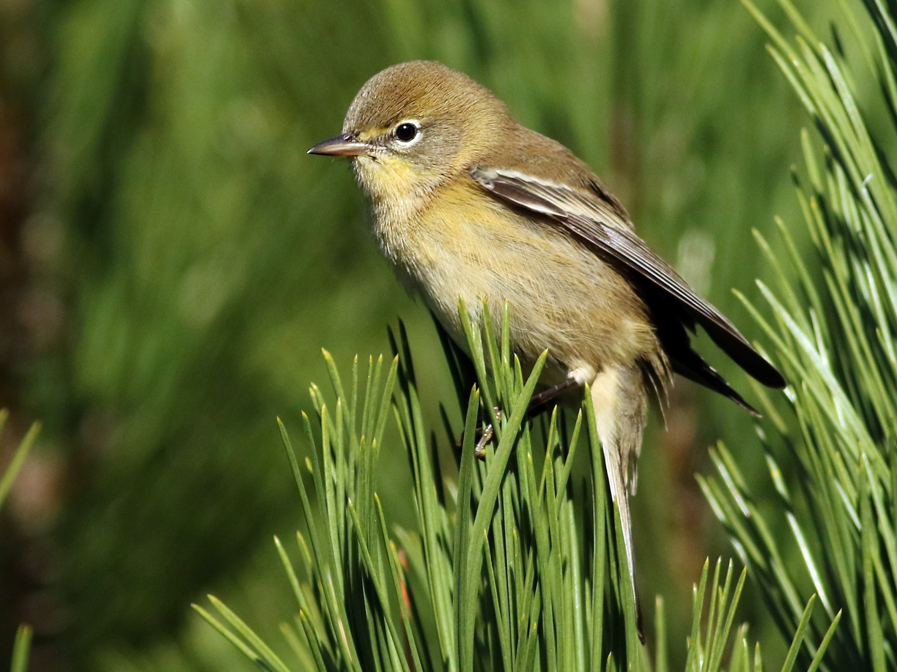 Pine Warbler - eBird