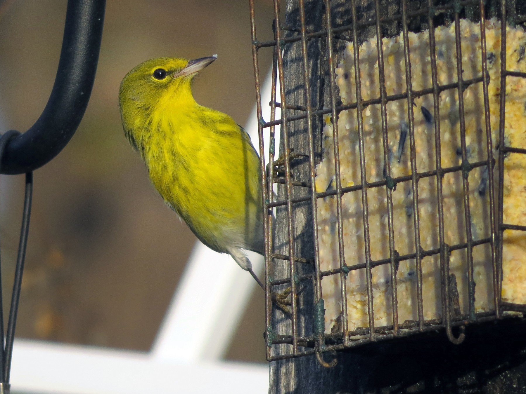 Pine Warbler - eBird